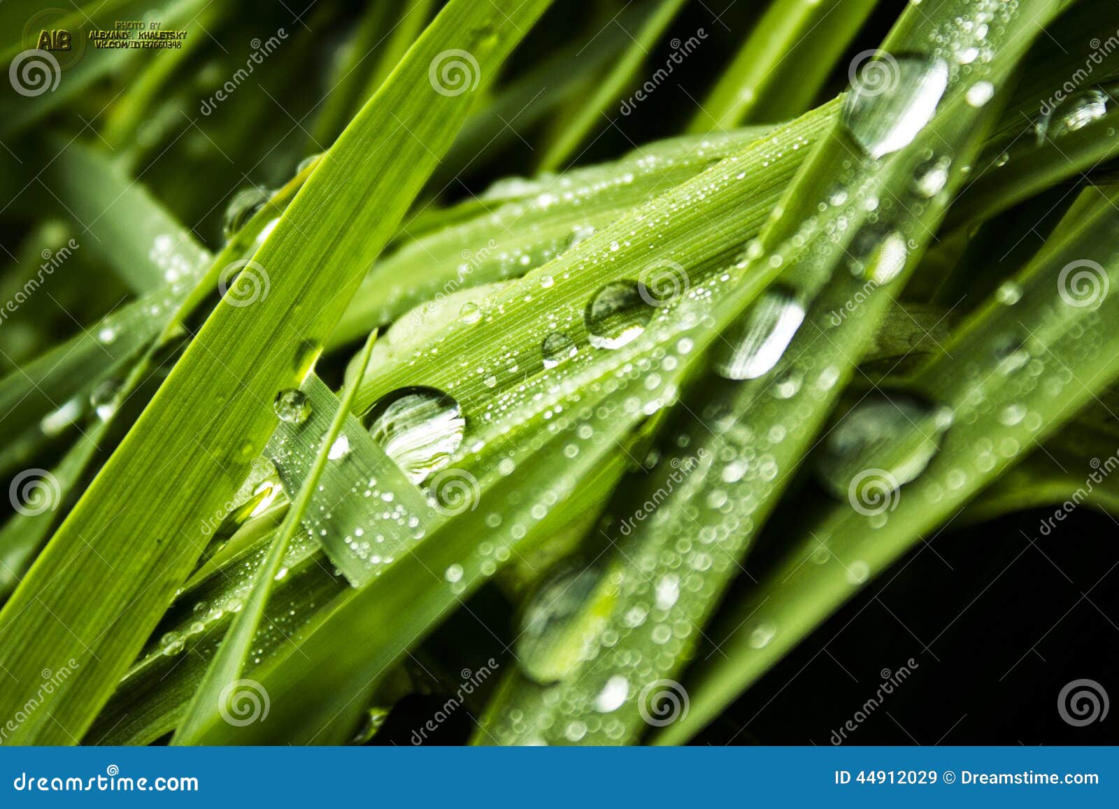 Rugiada immagine stock. Immagine di umore, immagine, autunno - 44912029