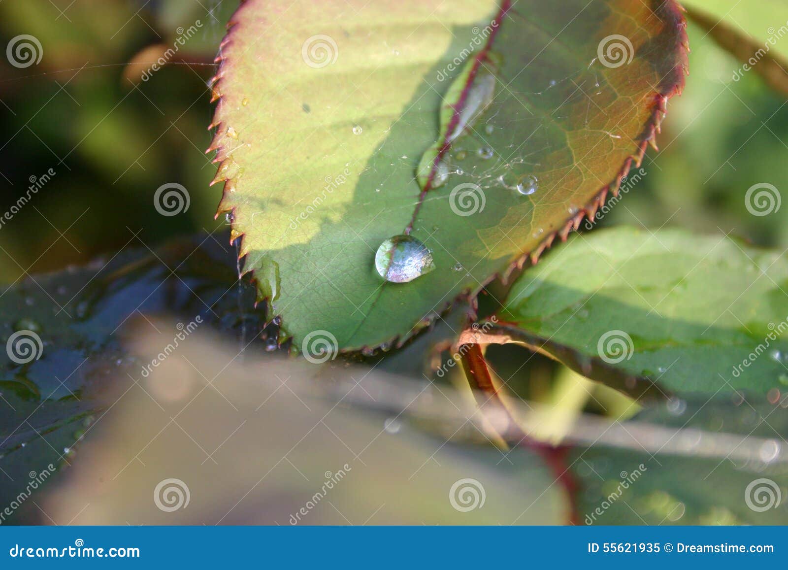 Rugiada immagine stock. Immagine di acqua, condensazione - 55621935