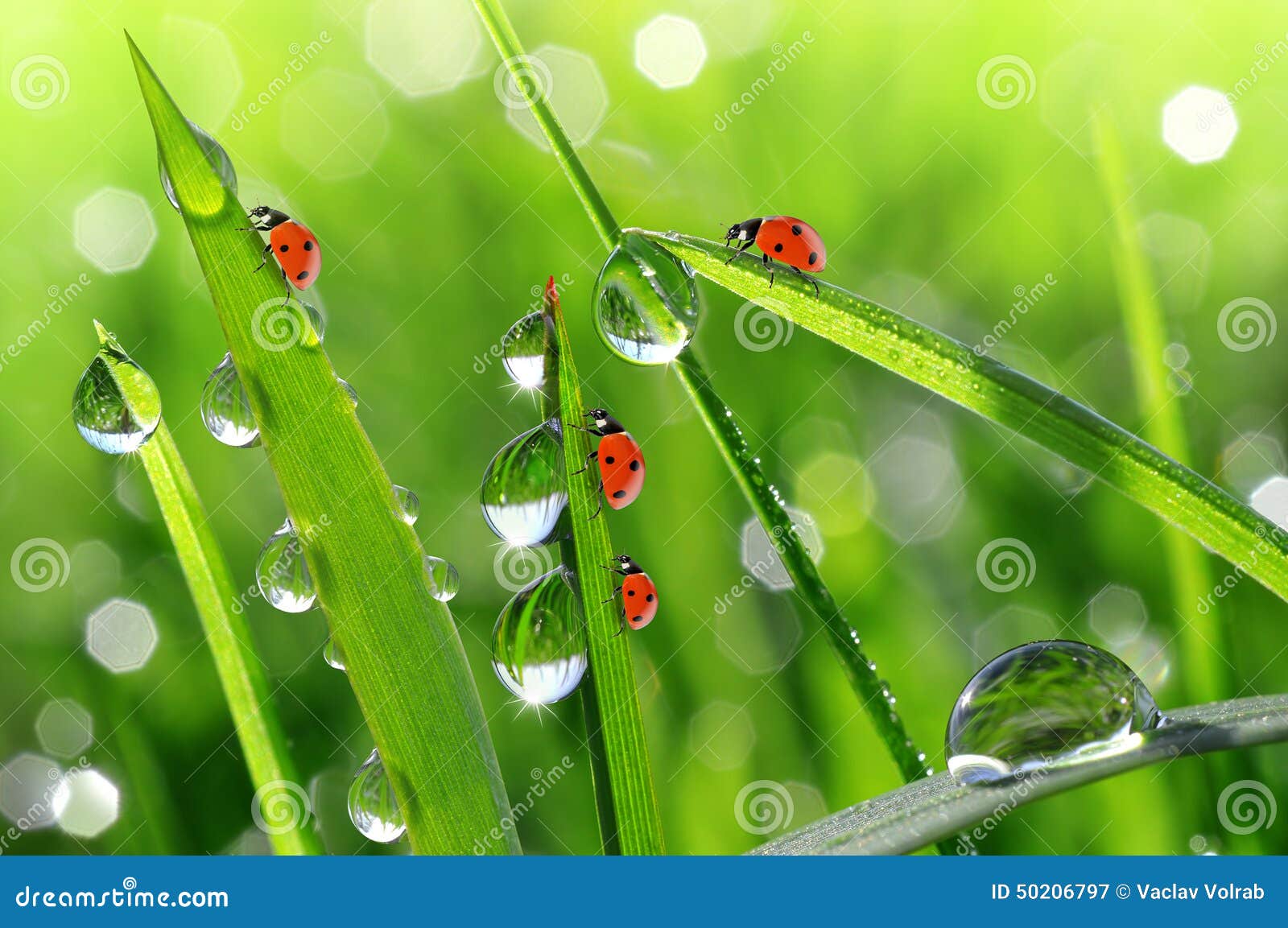 Rugiada e coccinelle immagine stock. Immagine di radura - 50206797