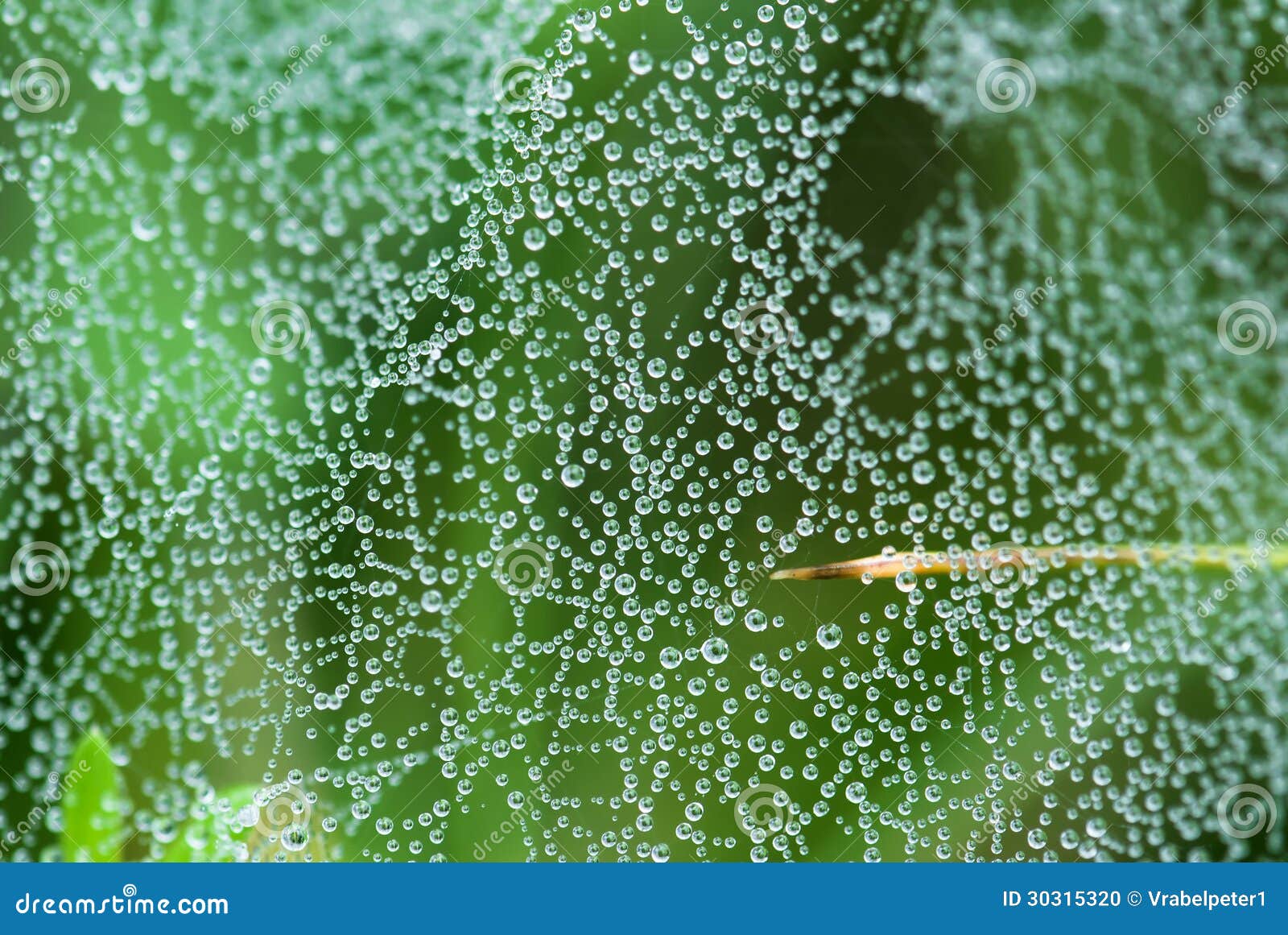 Ragnatela con rugiada fotografia stock. Immagine di infradiciato - 30315320