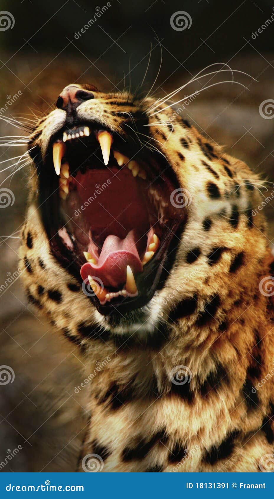 Rugido del tigre imagen de archivo. Imagen de punteado - 18131391