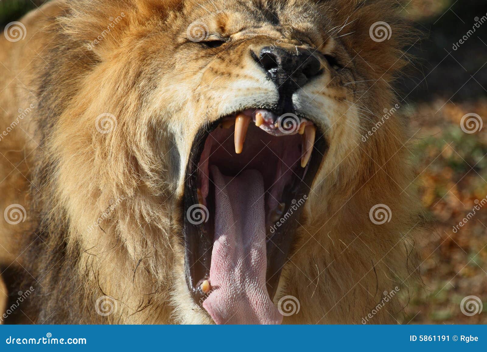 Rugido do leão imagem de stock. Imagem de wildlife, cara - 5861191