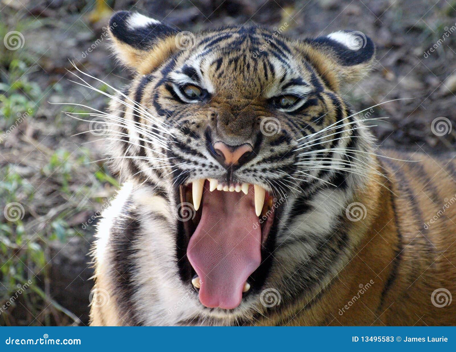 Rugido poderoso imagen de archivo. Imagen de tigre, fauna - 13495583