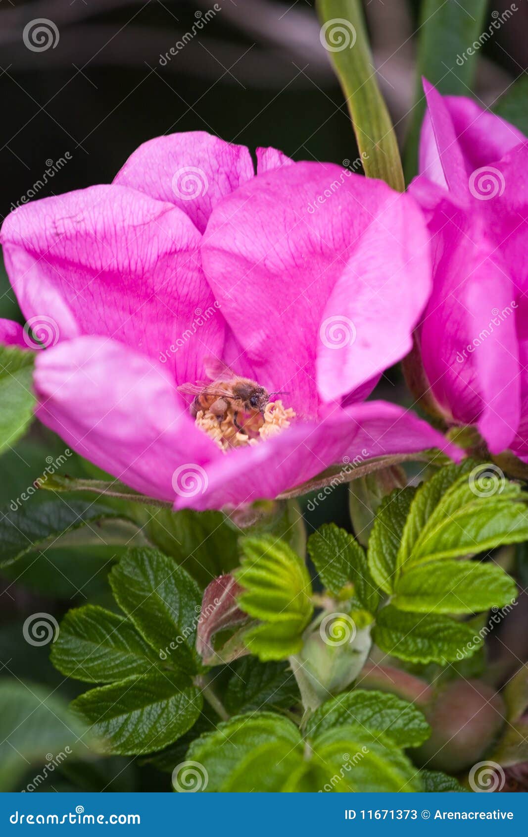 Rugosa Rose Flowers In The Bowl And Herbal Rose Tea Royalty-Free Stock ...