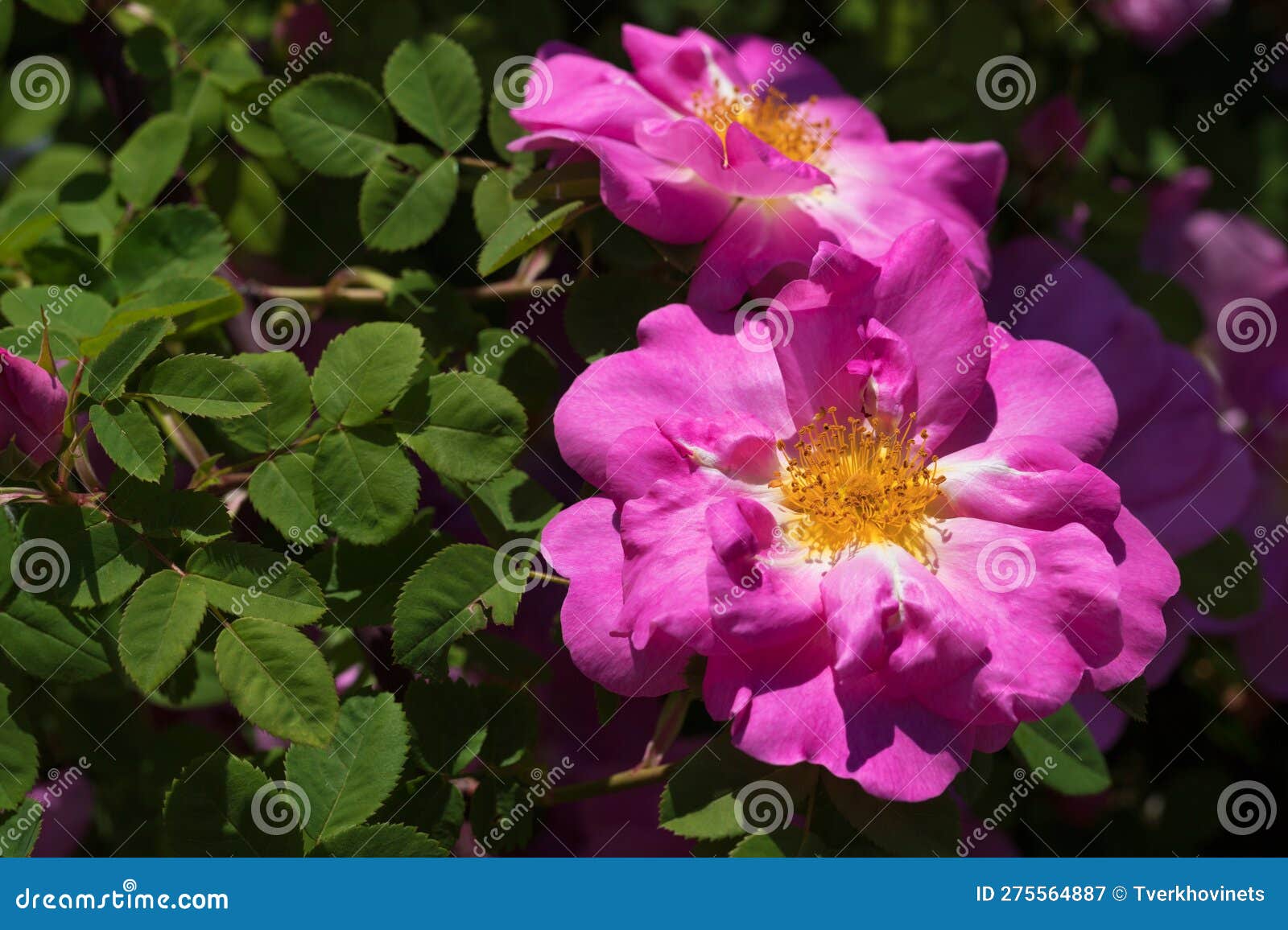 Rugosa Rose, Pink Wild Rose in Bloom Stock Image - Image of petals ...