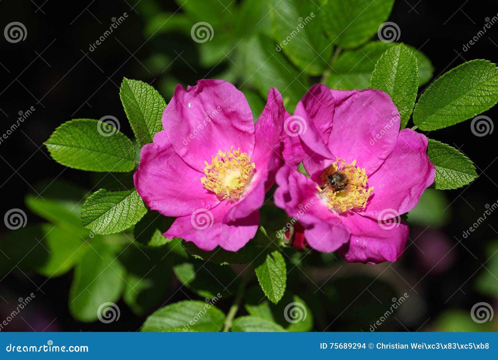 Rugosa Rose (Rosa rugose) stock photo. Image of protection - 75689294