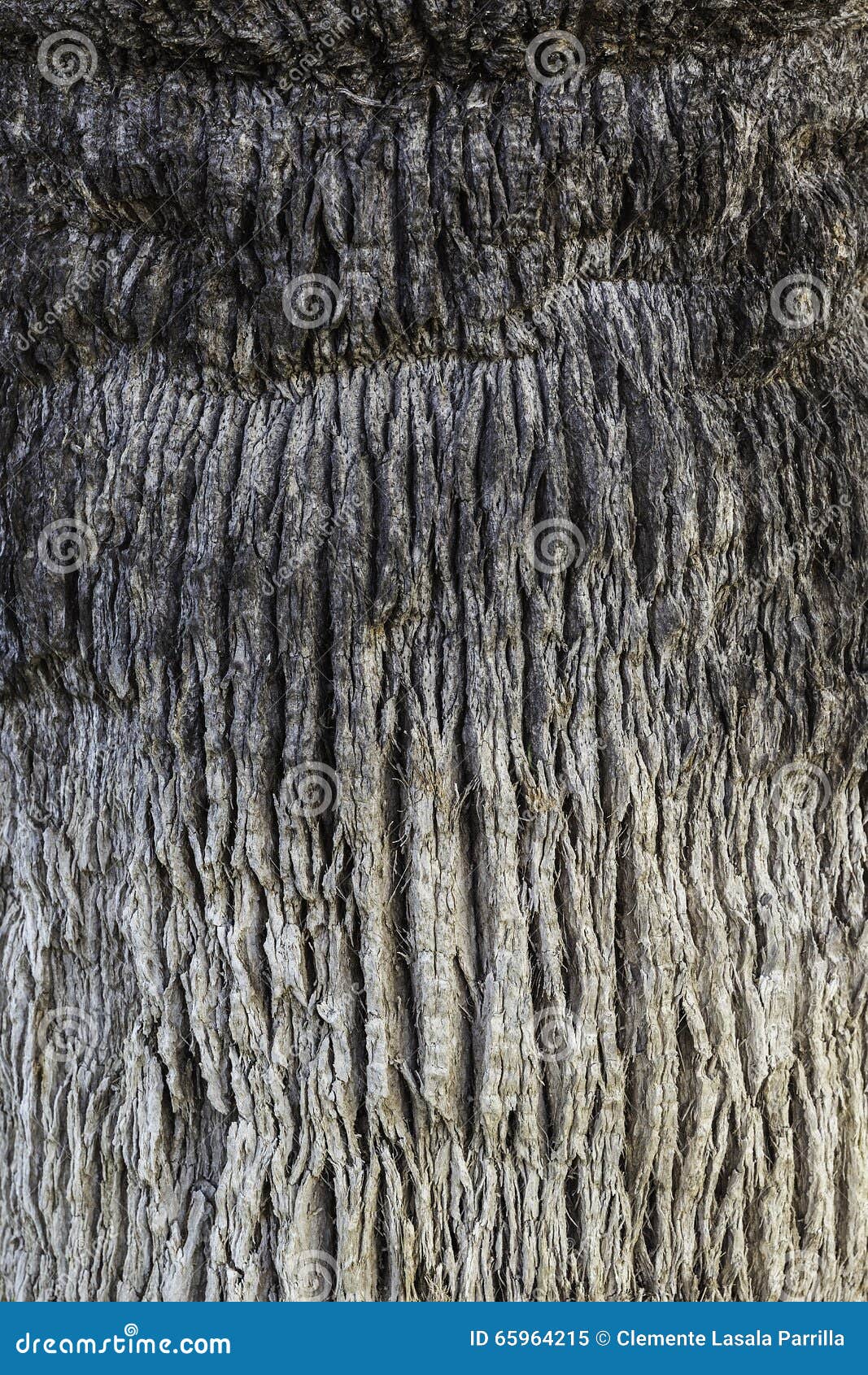 Background Texture Rugose Trunk Palm Stock Photos - Free & Royalty-Free ...