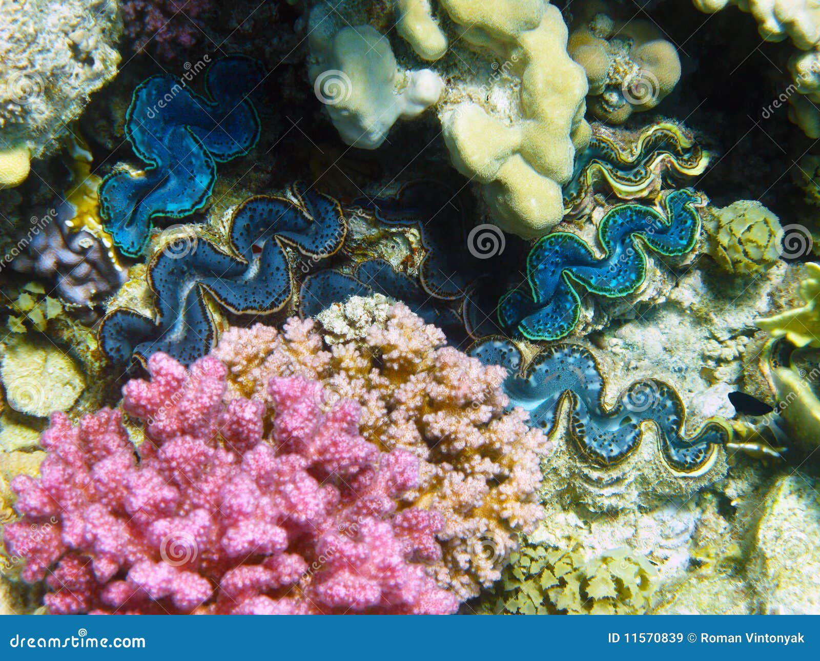 Rugose giant clams stock image. Image of mollusca, discovery - 11570839
