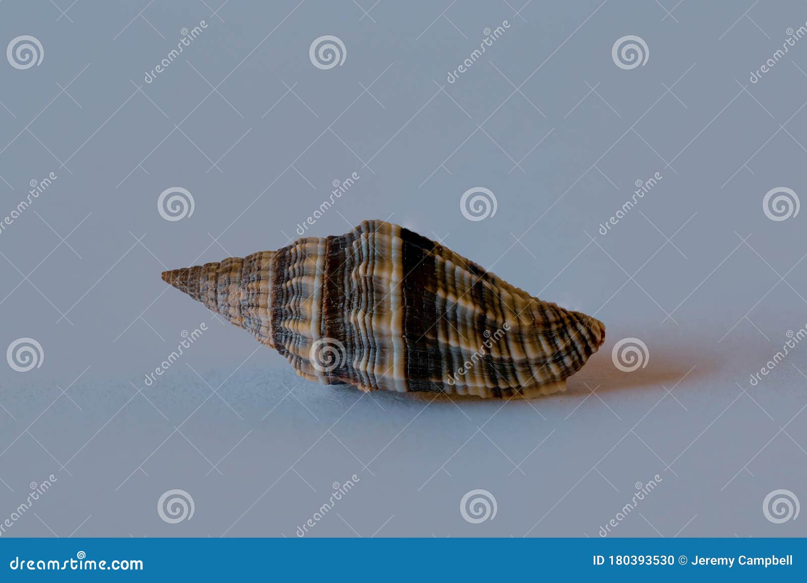 Rugose Miter Shell. Vaxillum Rugosum L Stock Photo - Image of rugose ...