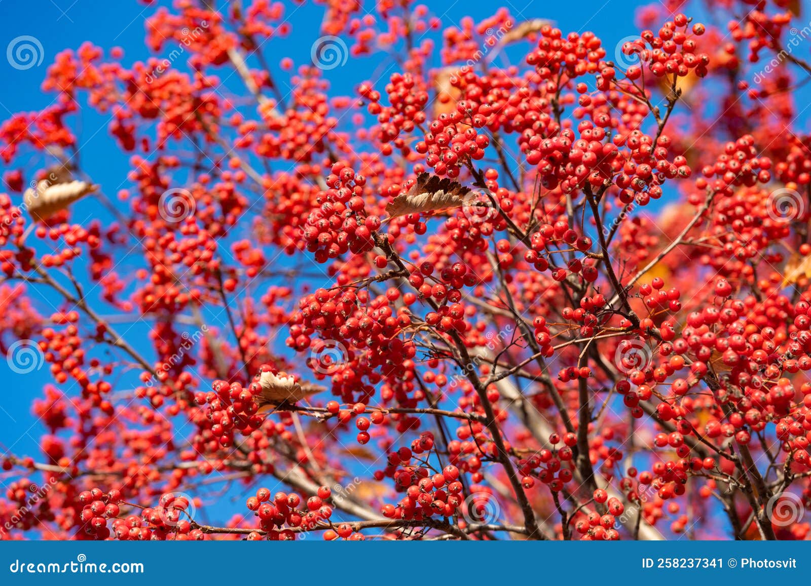 Rugosidade Com Fundo Natural De Morango Vermelho Imagem de Stock ...