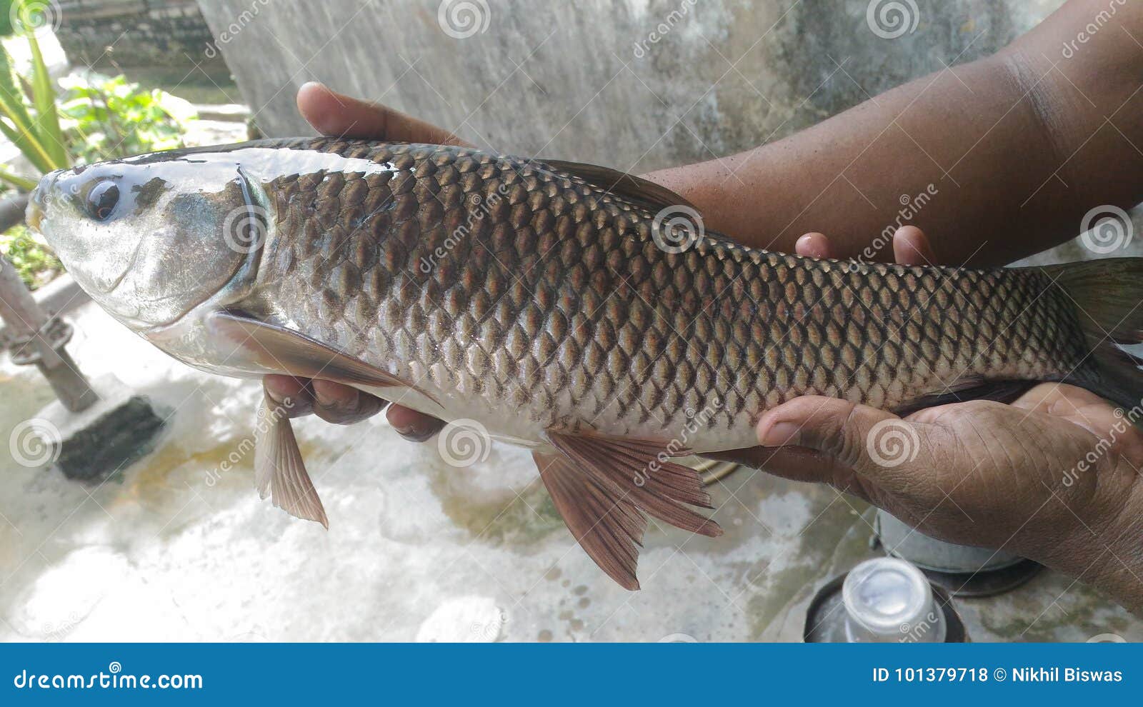 Rui fish stock photo. Image of rohi, fish, sweet, water - 101379718