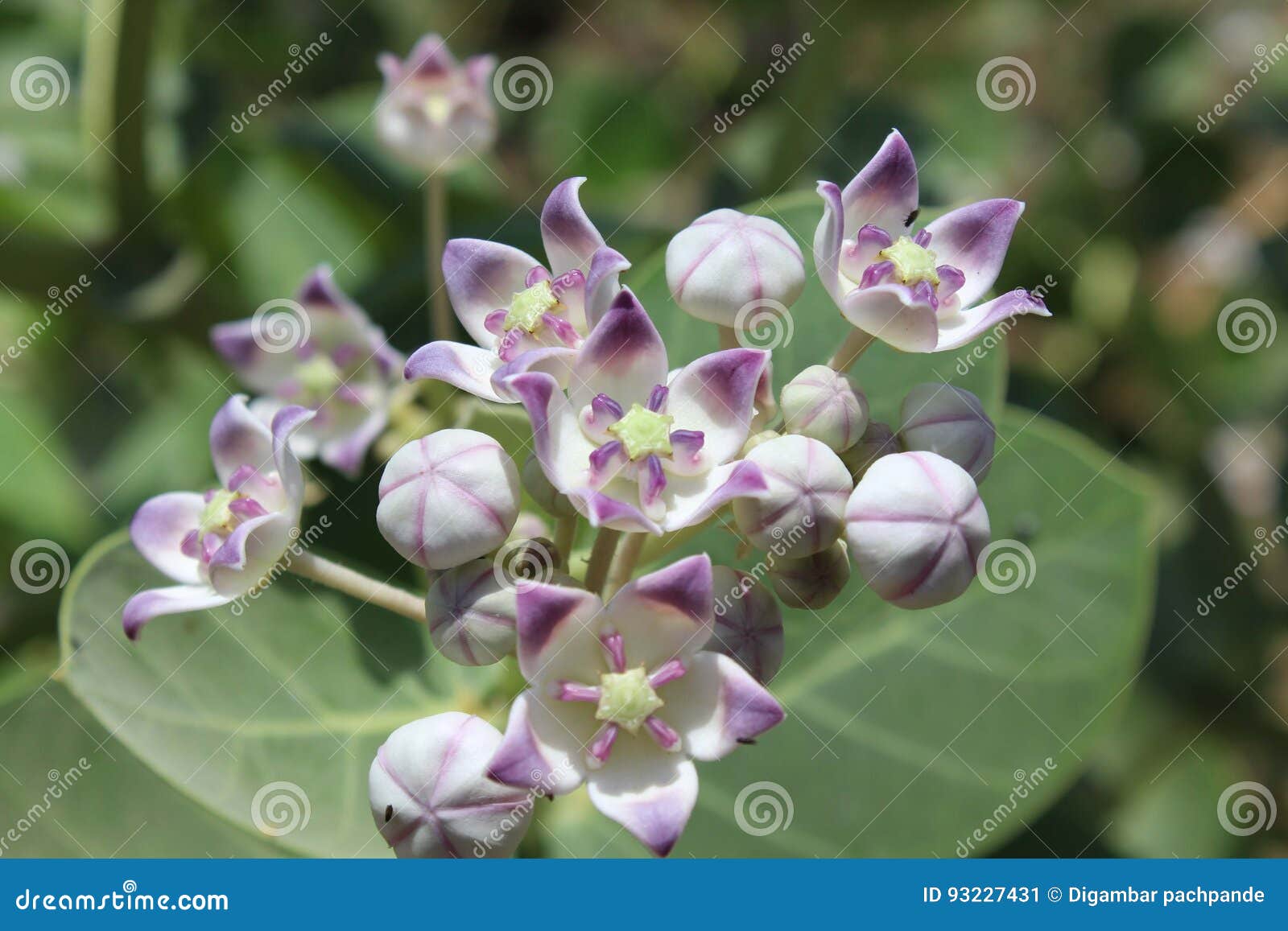 Rui flowers stock image. Image of shot, close, flowers - 93227431
