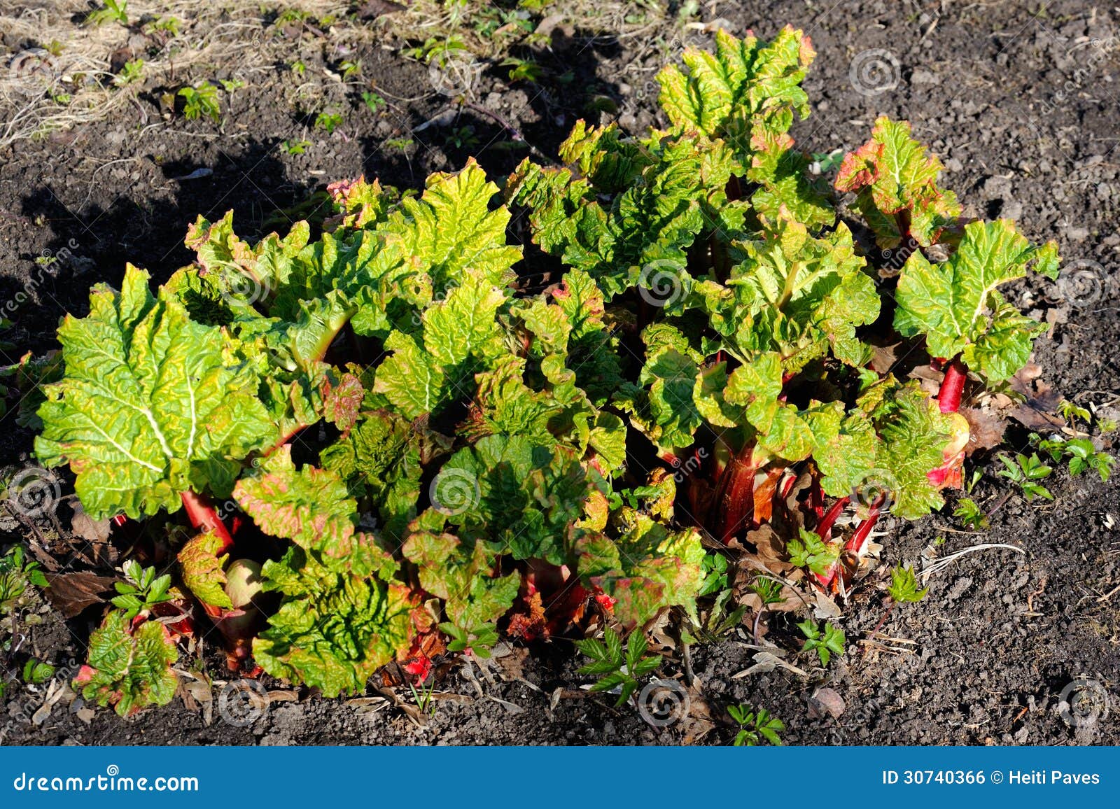 Ruibarbo foto de archivo. Imagen de alimento, verde, hoja - 30740366