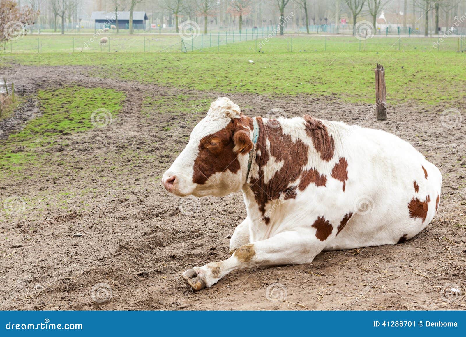 Ruido de una vaca imagen de archivo. Imagen de hembra - 41288701