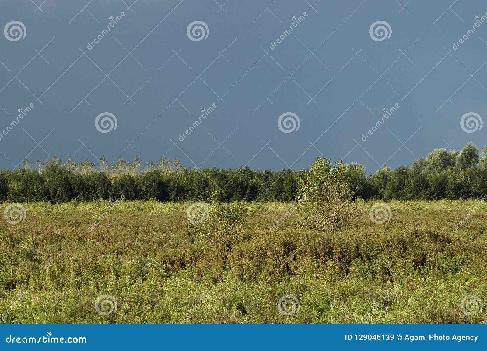 Reisig Stockfotos und Bilder - Laden Sie 6,108 lizenzfreie Fotos herunter