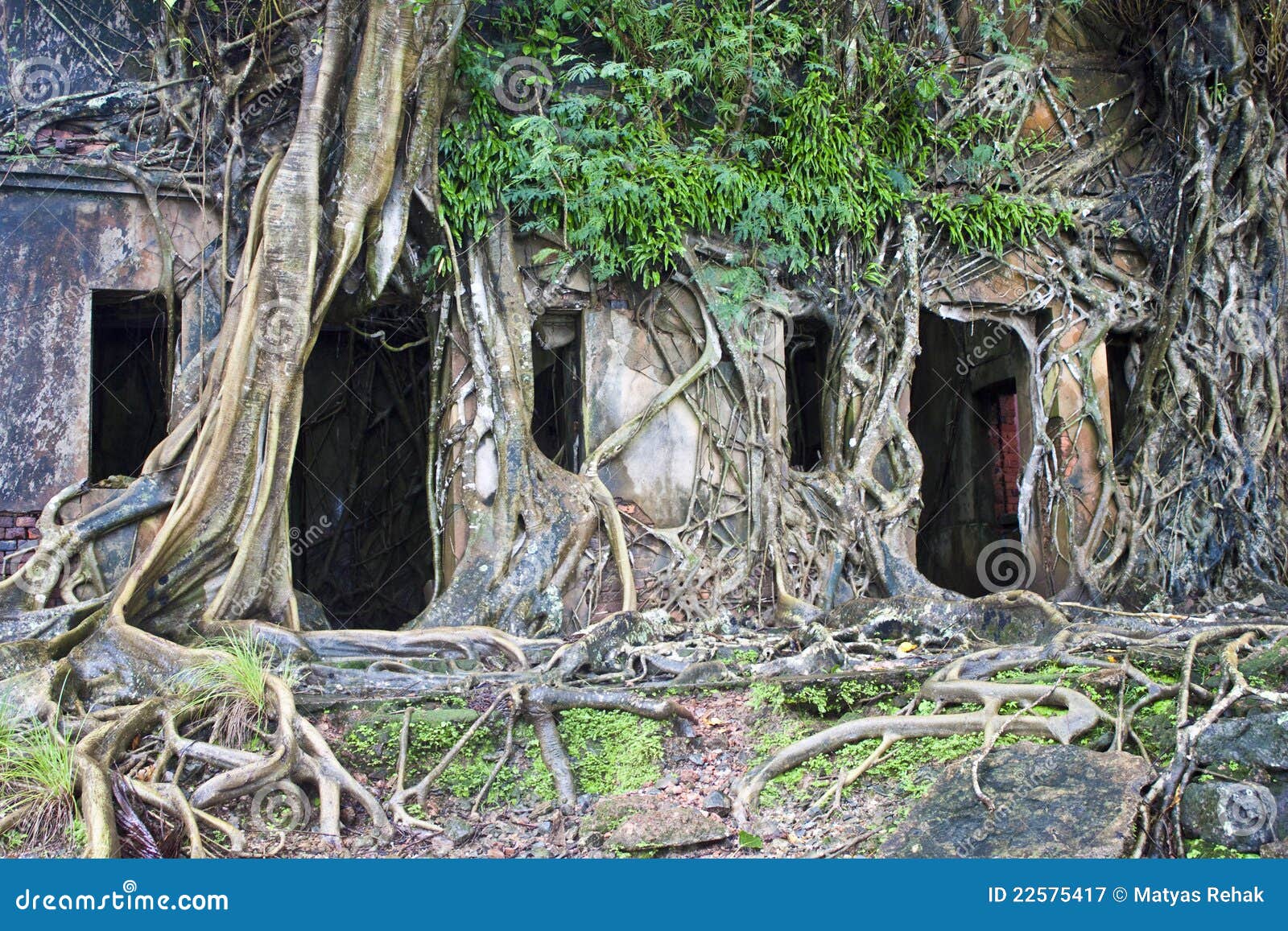 7,798 Building Roots Stock Photos - Free & Royalty-Free Stock Photos ...