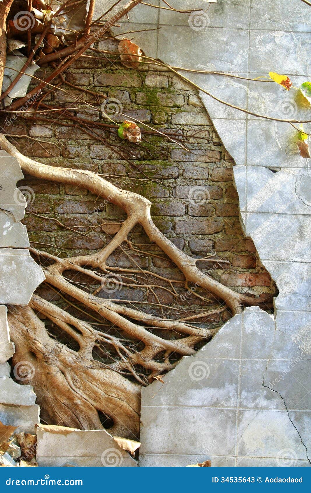 Ruin Concrete Wall with Big Tree Root Stock Image - Image of plant ...