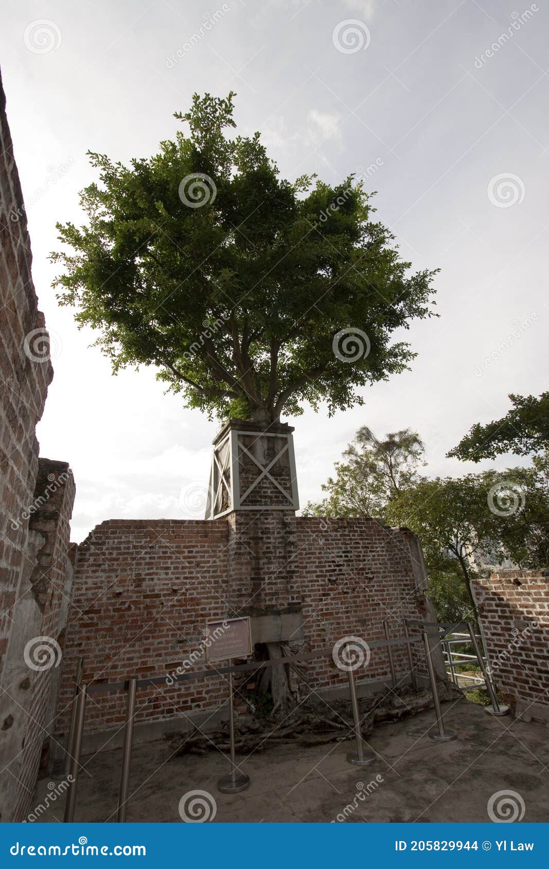 A Ruin Concrete Wall with Big Tree Root Stock Photo - Image of texture ...