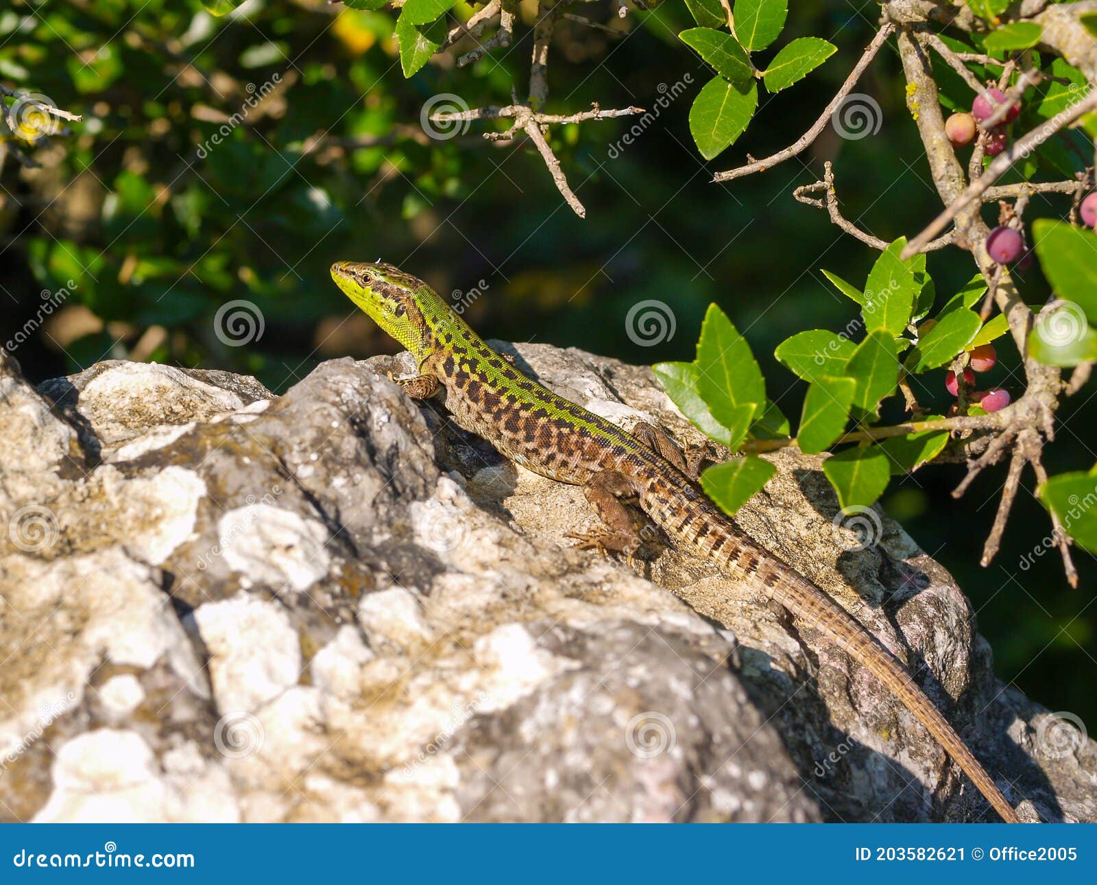 Ruin Lizard, Podarcis Siculu Stock Image - Image of outdoor, endangered ...
