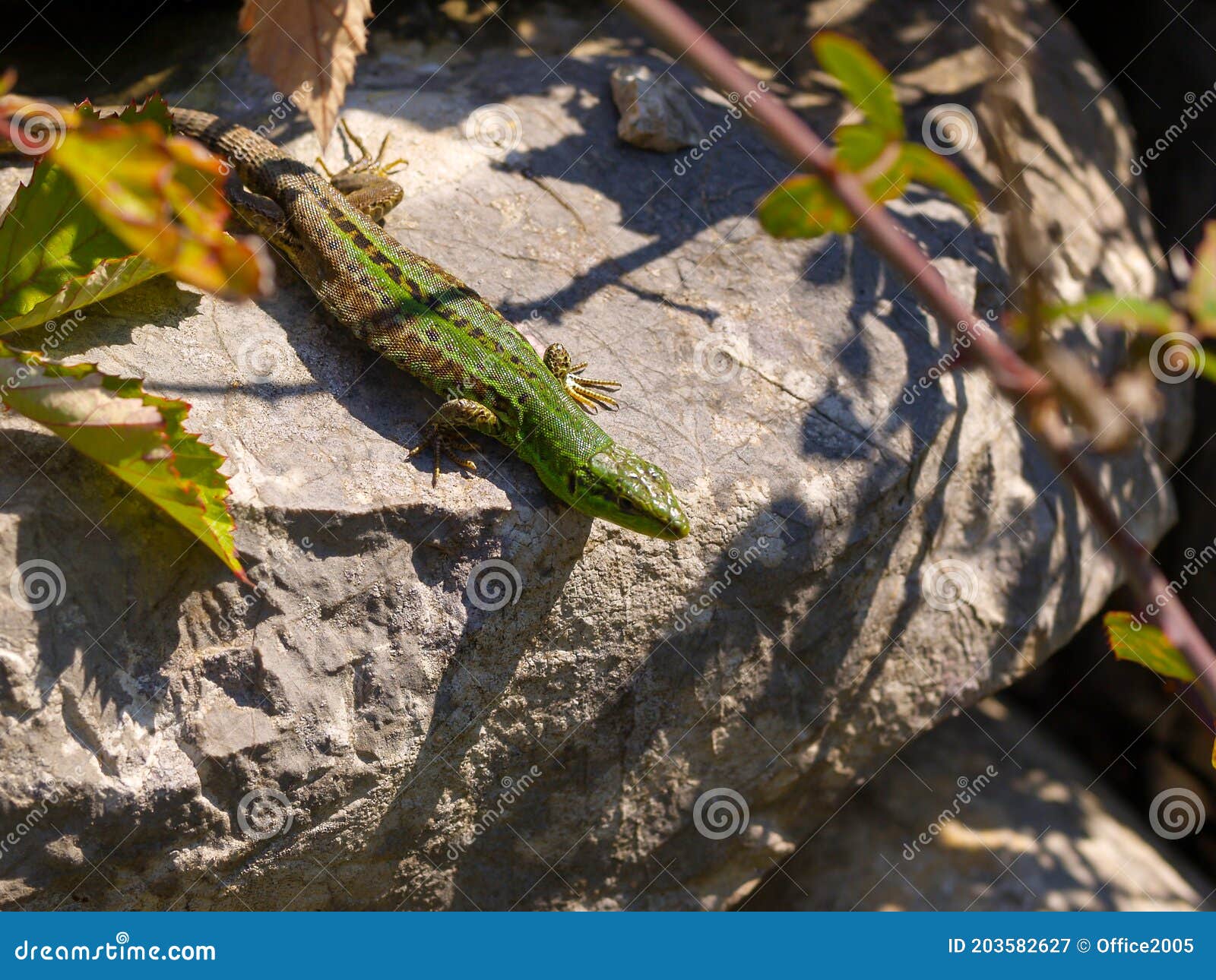 Ruin Lizard, Podarcis Siculu Stock Image - Image of croatia, reserve ...
