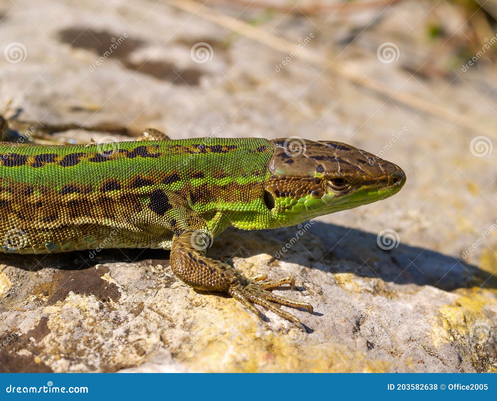 Ruin Lizard, Podarcis Siculu Stock Photo - Image of podarcis, green ...