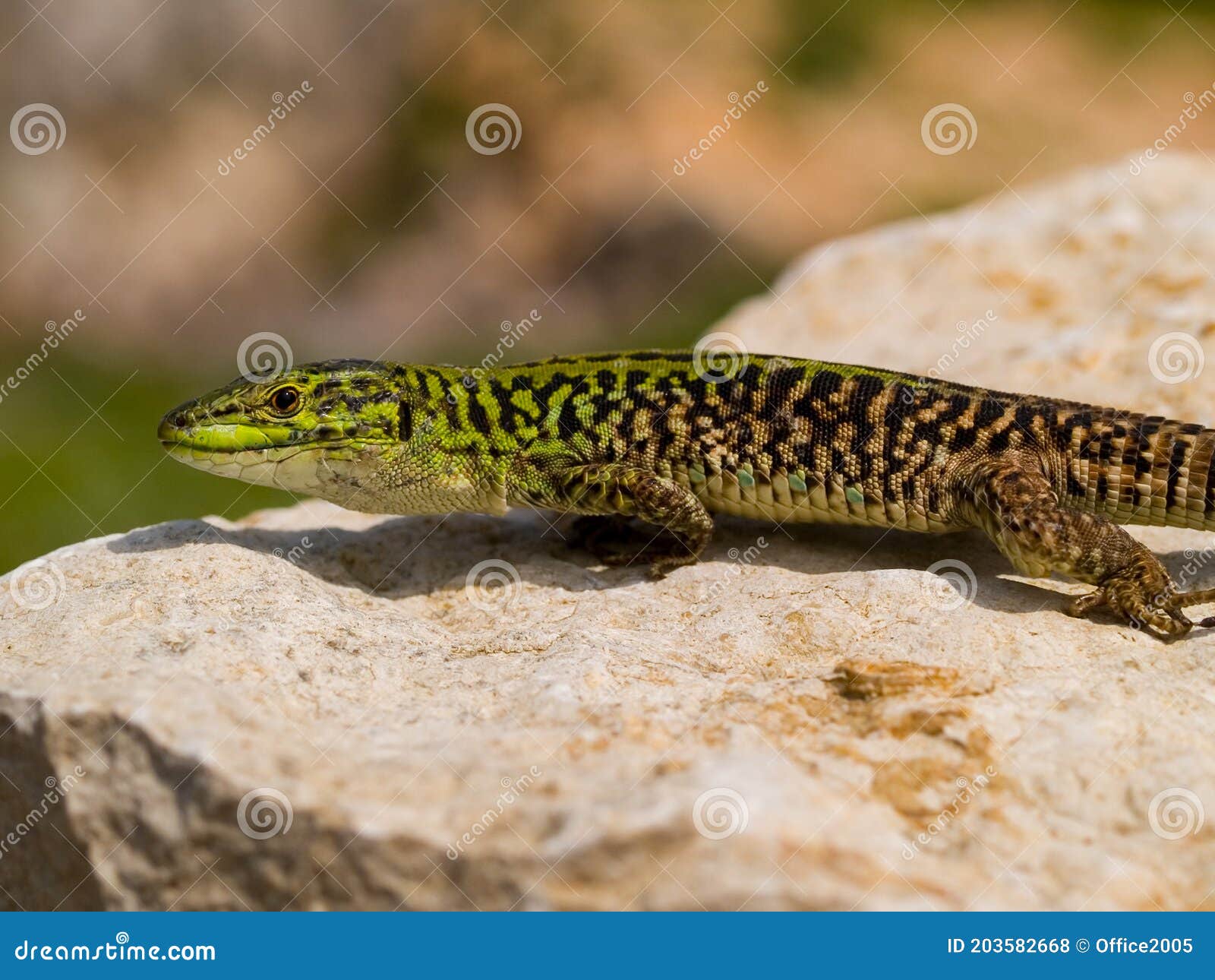 Ruin Lizard, Podarcis Siculu Stock Photo - Image of endangered, siculus ...