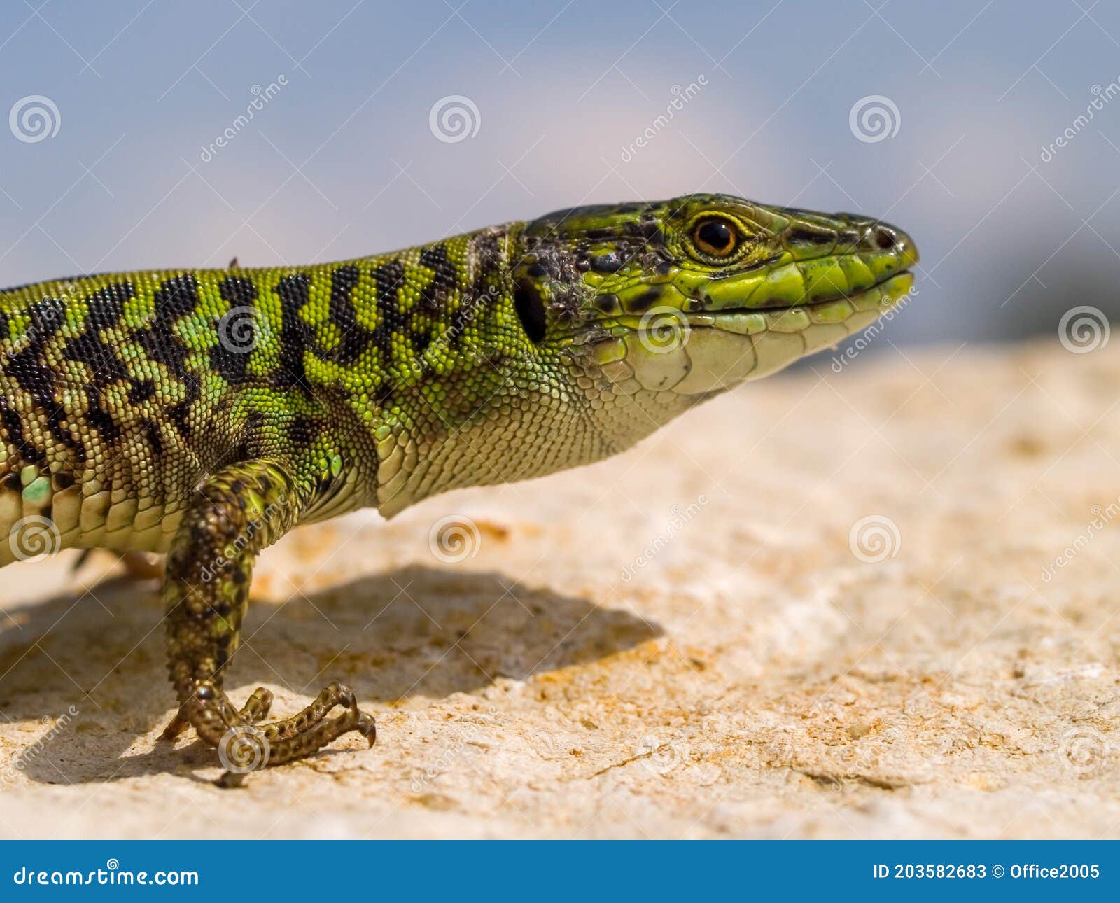 Ruin Lizard, Podarcis Siculu Stock Image - Image of lacerta, macro ...
