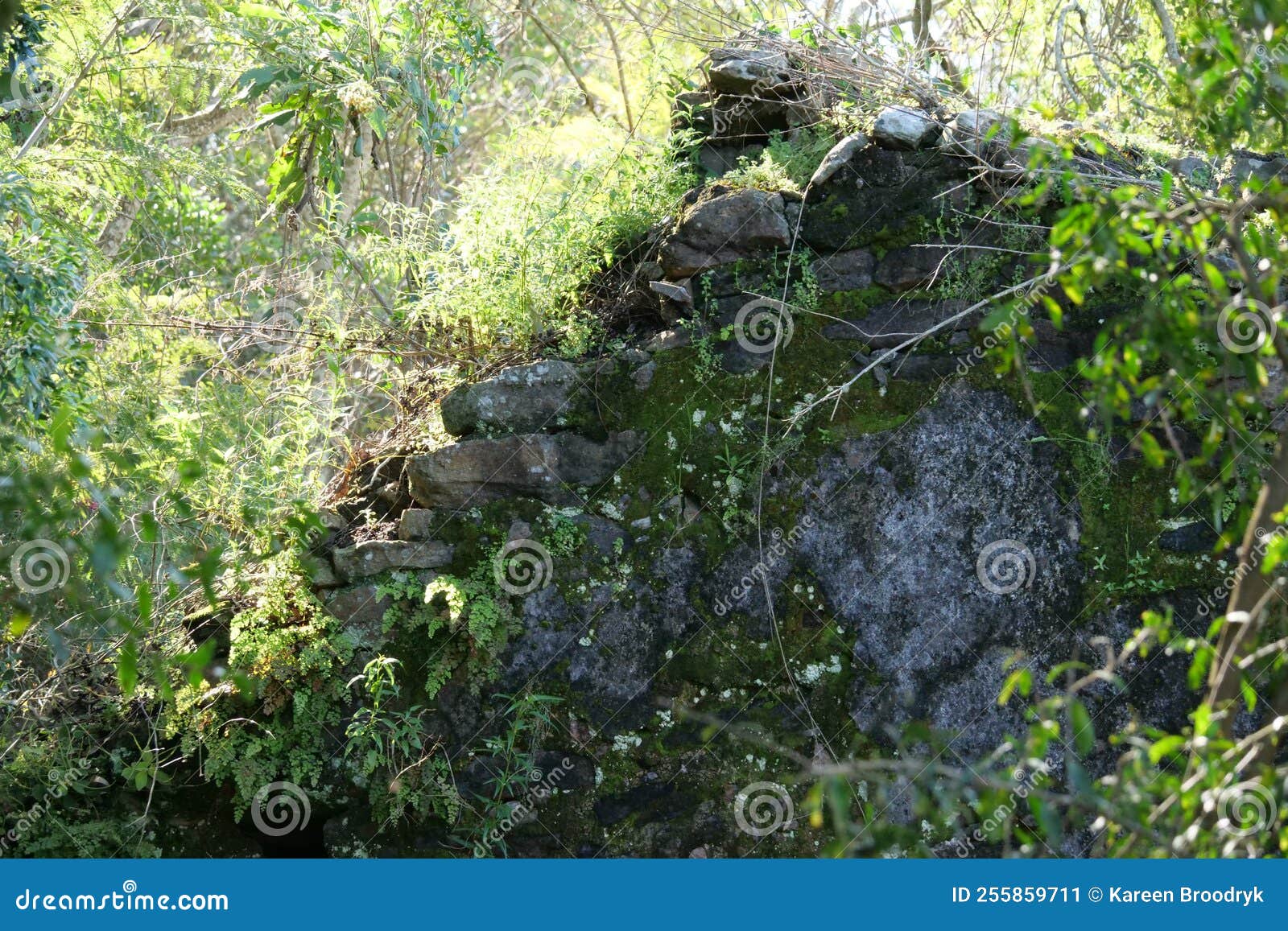 Ruin of Wall Built from Rock Covered in Green Moss and Plants Stock ...