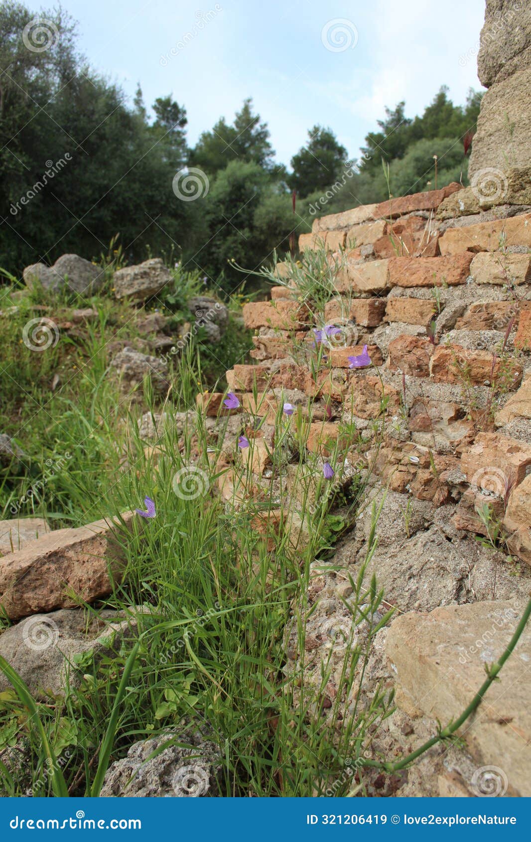 Ruin Walls and Flower in Archaia Ancient Olympia Stock Image - Image of ...