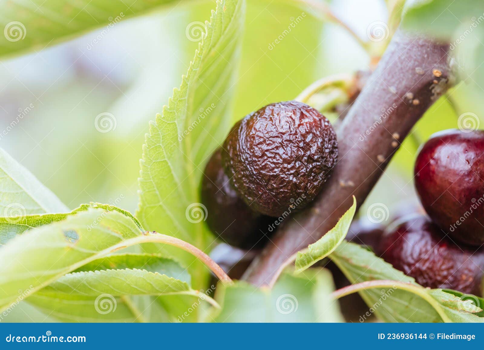 Ruined Cherries on a Tree in Australia Stock Photo - Image of victoria ...