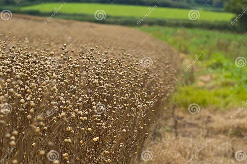 Ruined Crops stock image. Image of climate, plant, global - 10818127
