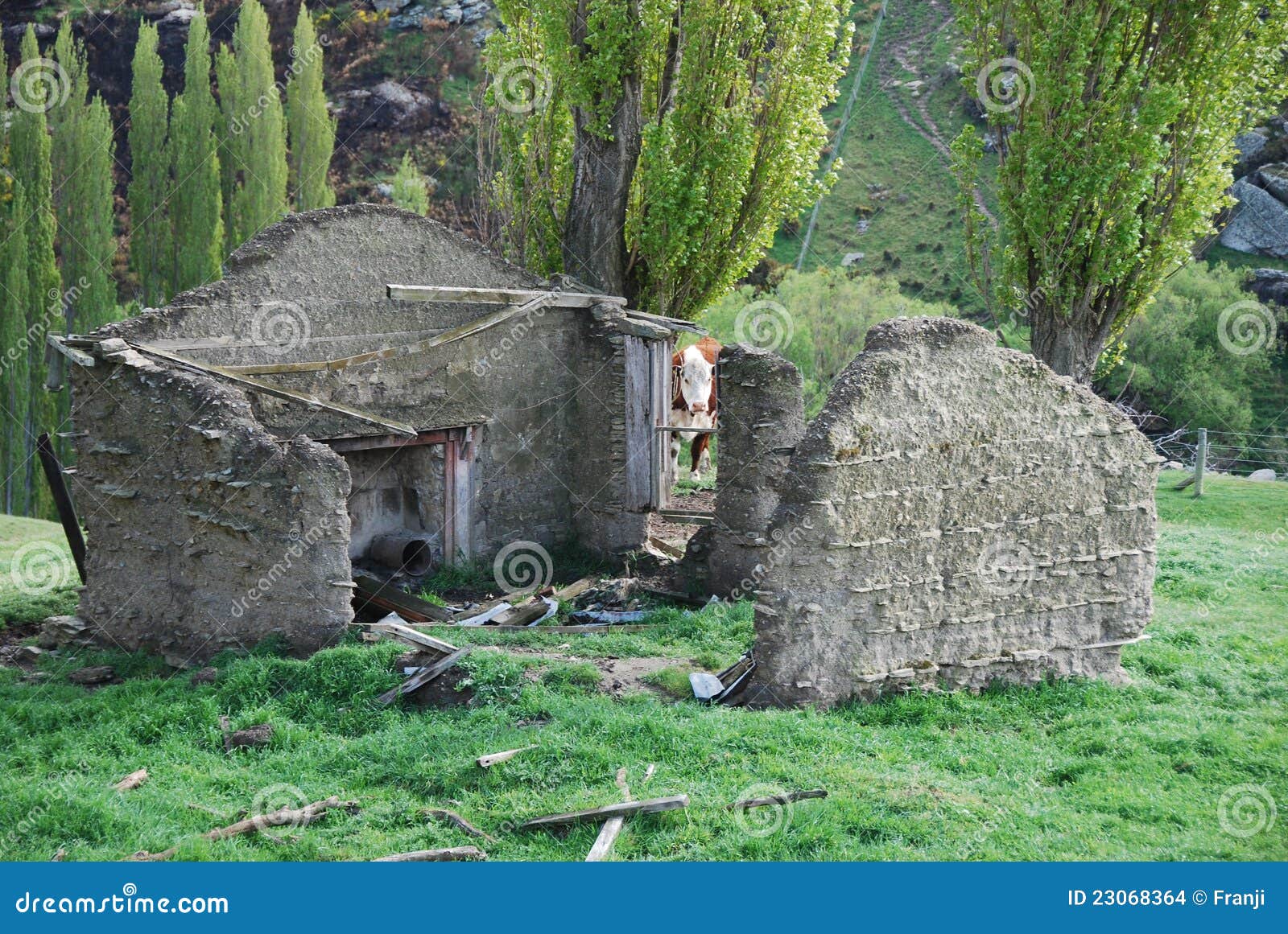 Ruined farmhouse stock photo. Image of animal, mammal - 23068364
