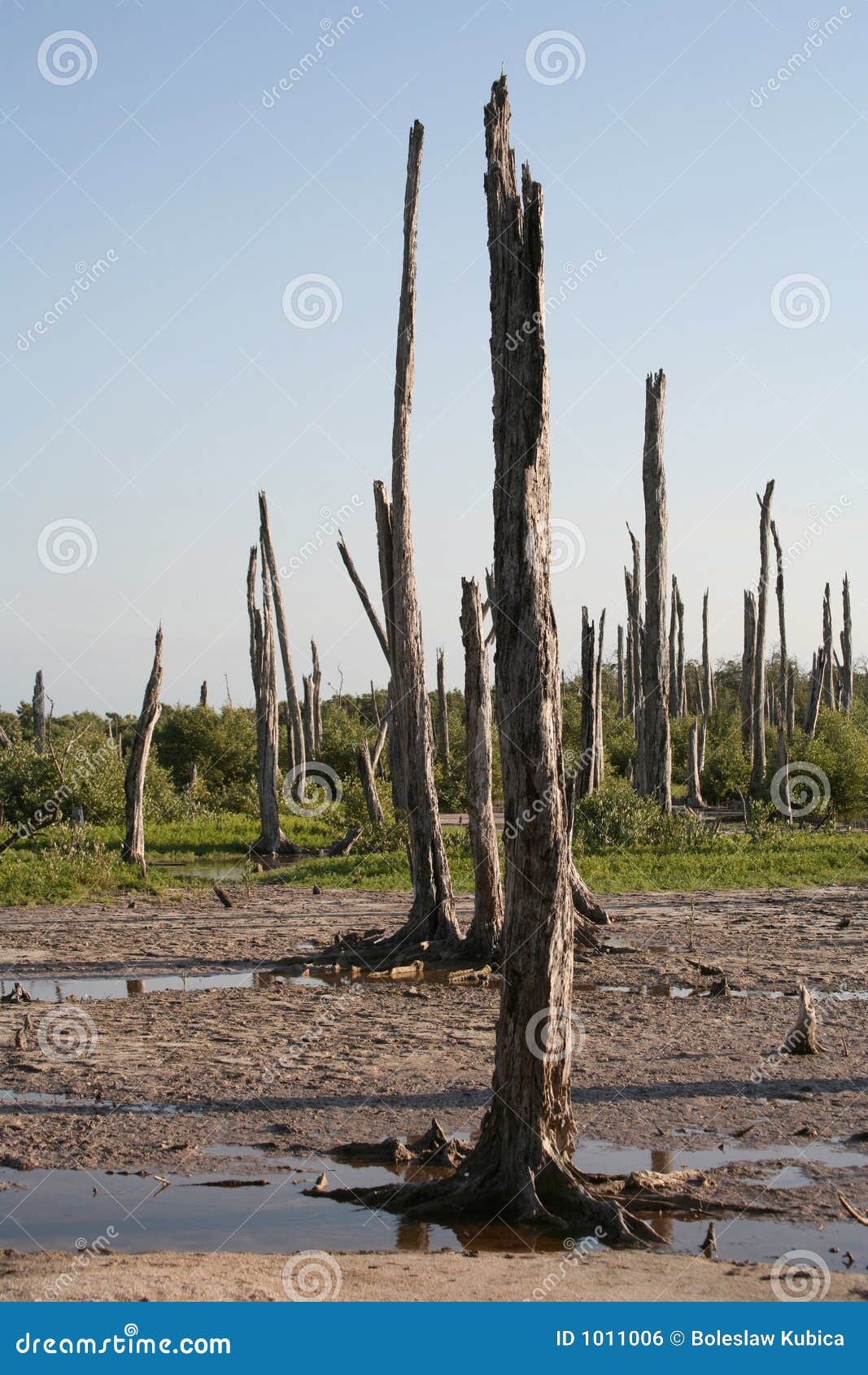 Ruined Forest Picture. Image: 1011006