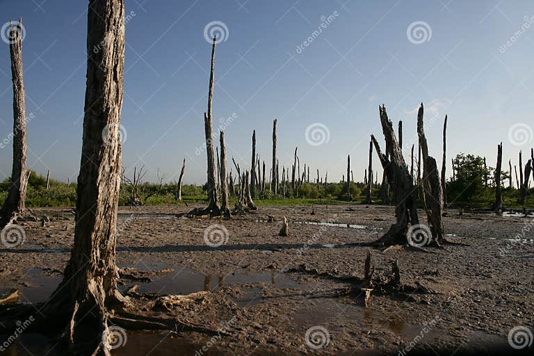 Ruined forest stock image. Image of trunk, beautiful, environment - 1011947