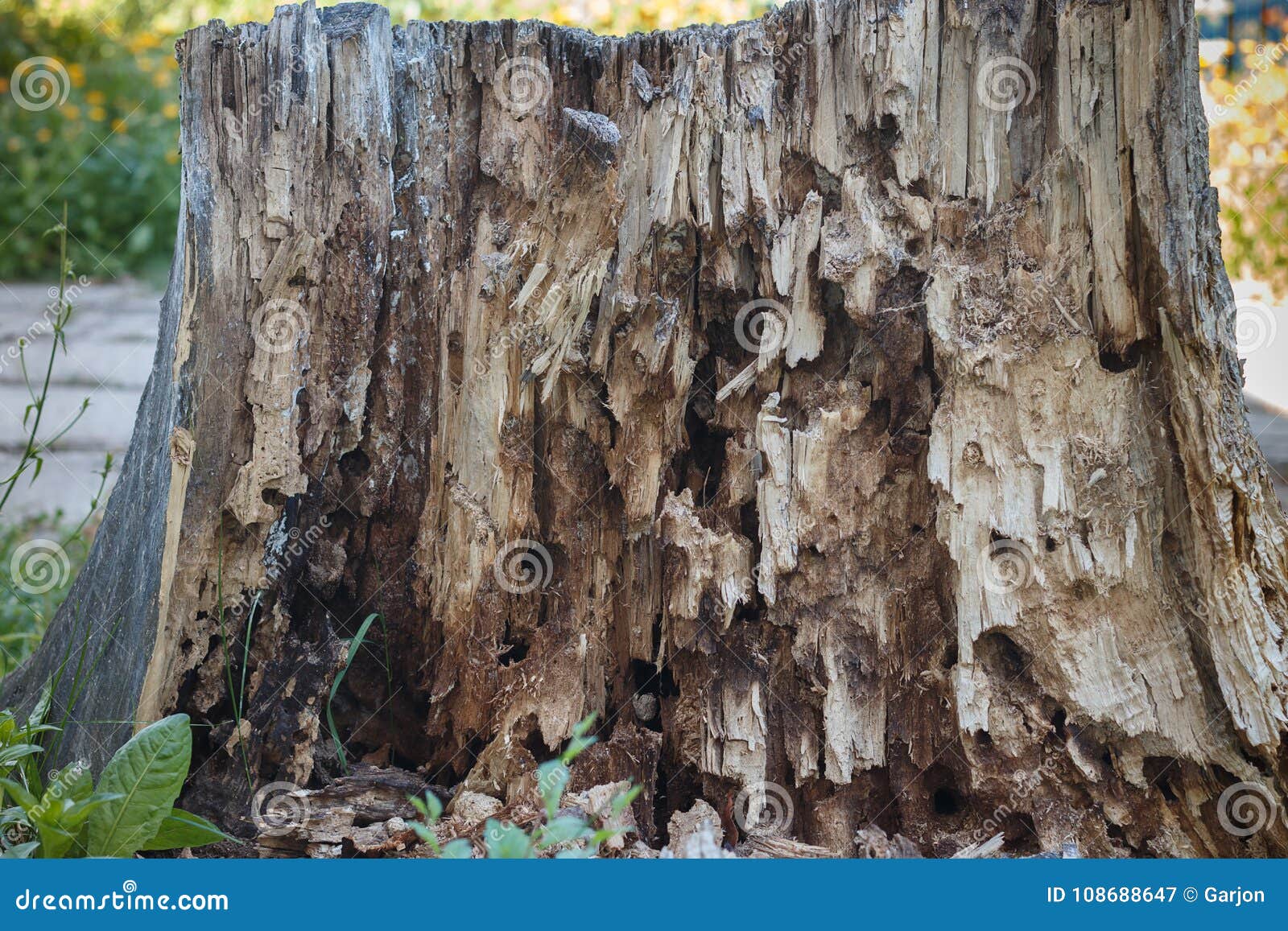 Ruined rotten rotten tree stock image. Image of environment - 108688647