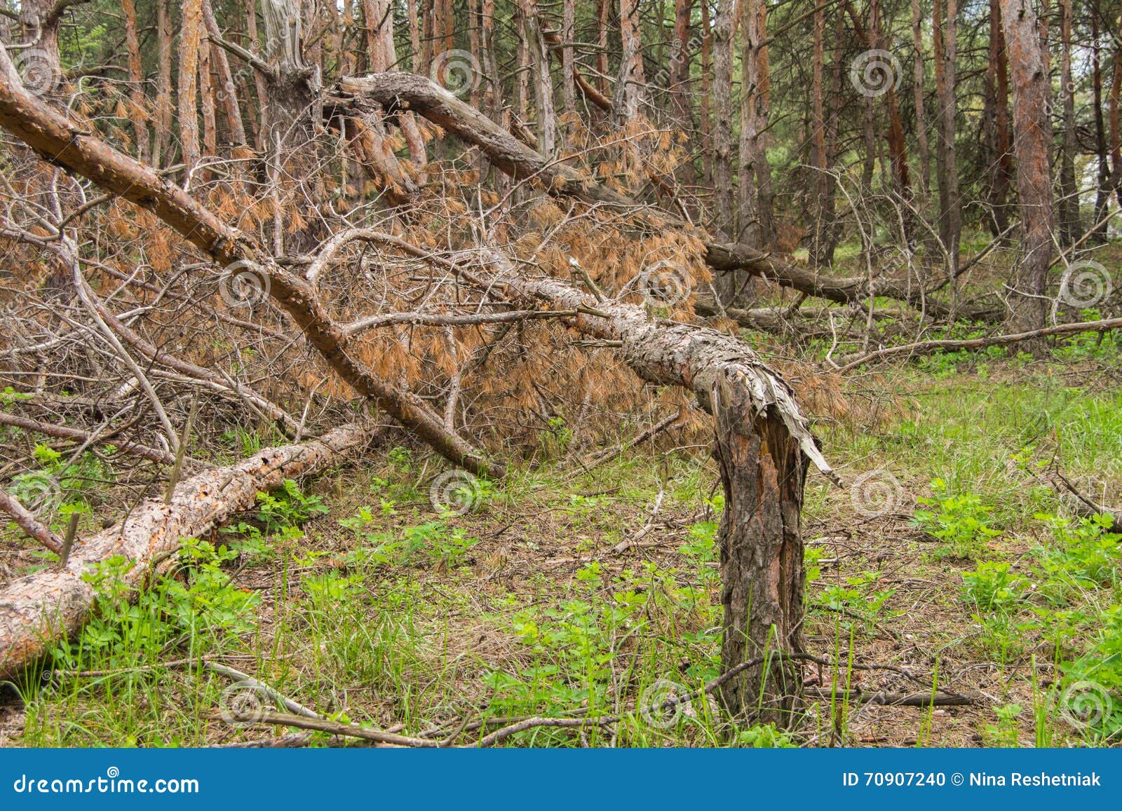 Ruined storm forest stock photo. Image of destruction - 70907240