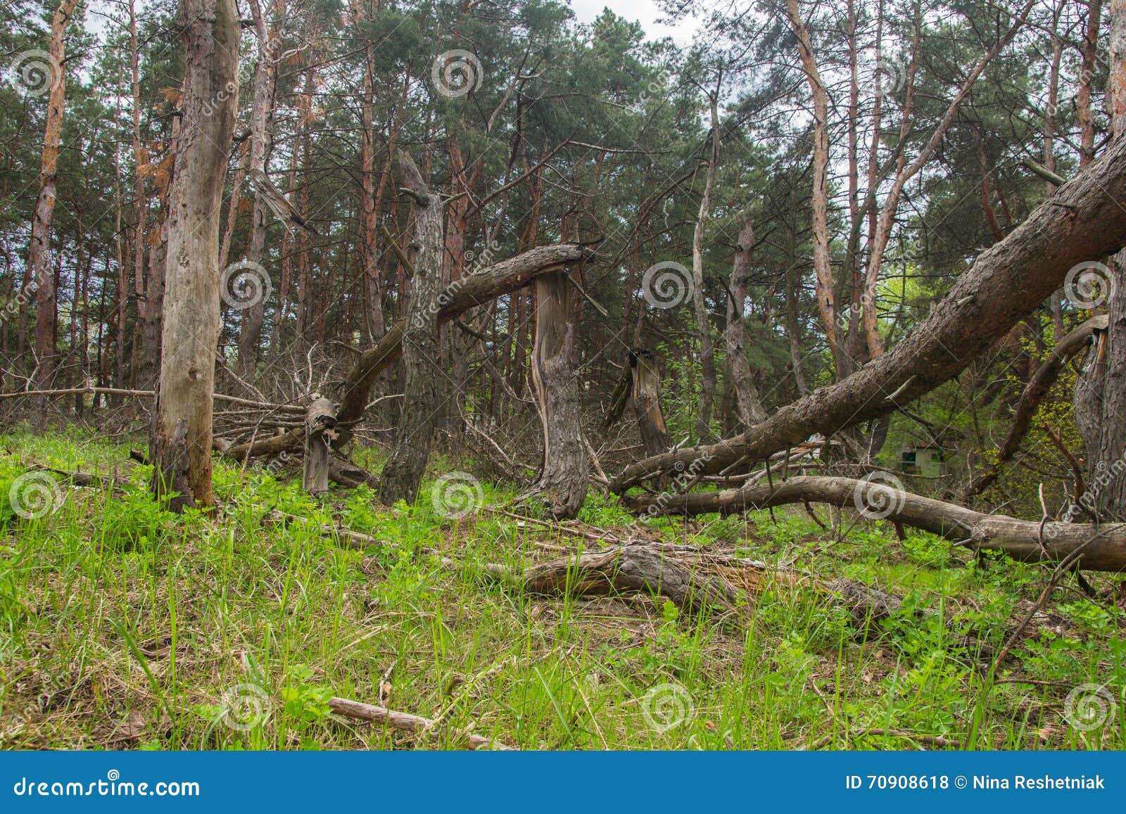 Ruined storm forest stock photo. Image of nature, park - 70908618