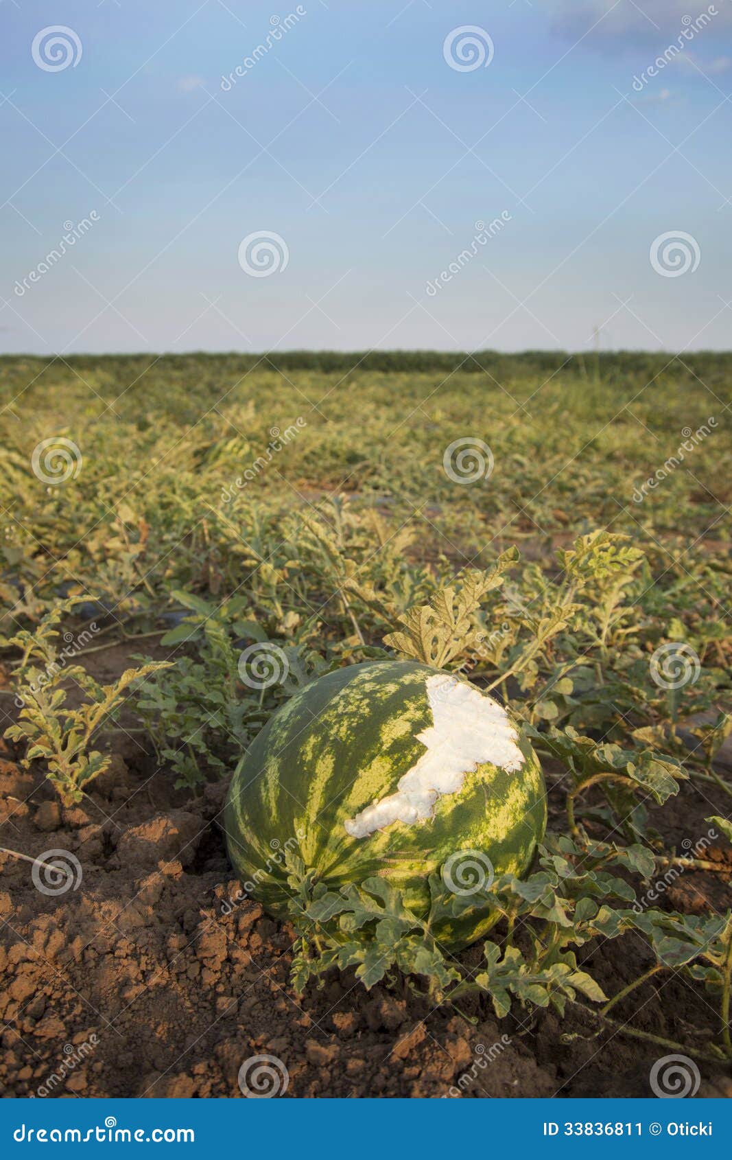 Ruined watermelon stock image. Image of nonurban, watermelon - 33836811