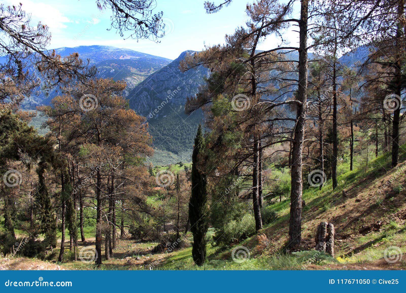 Panorama of Delphi stock photo. Image of pine, delphi - 117671050