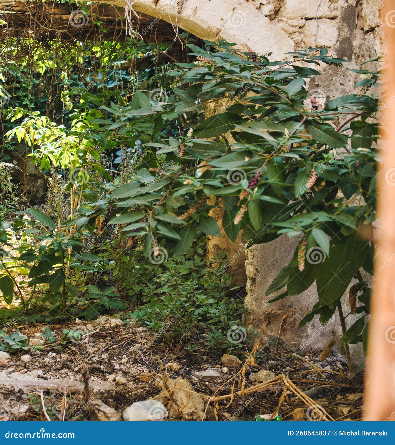 Ruins covered with plants stock image. Image of covered - 268645837