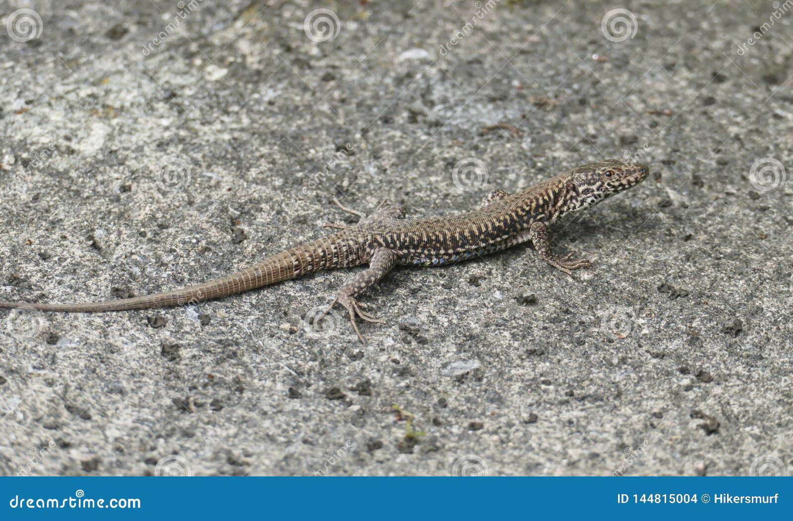 Ruins Lizard, Small Saurian Creeps on Old Wall Along Stock Photo ...