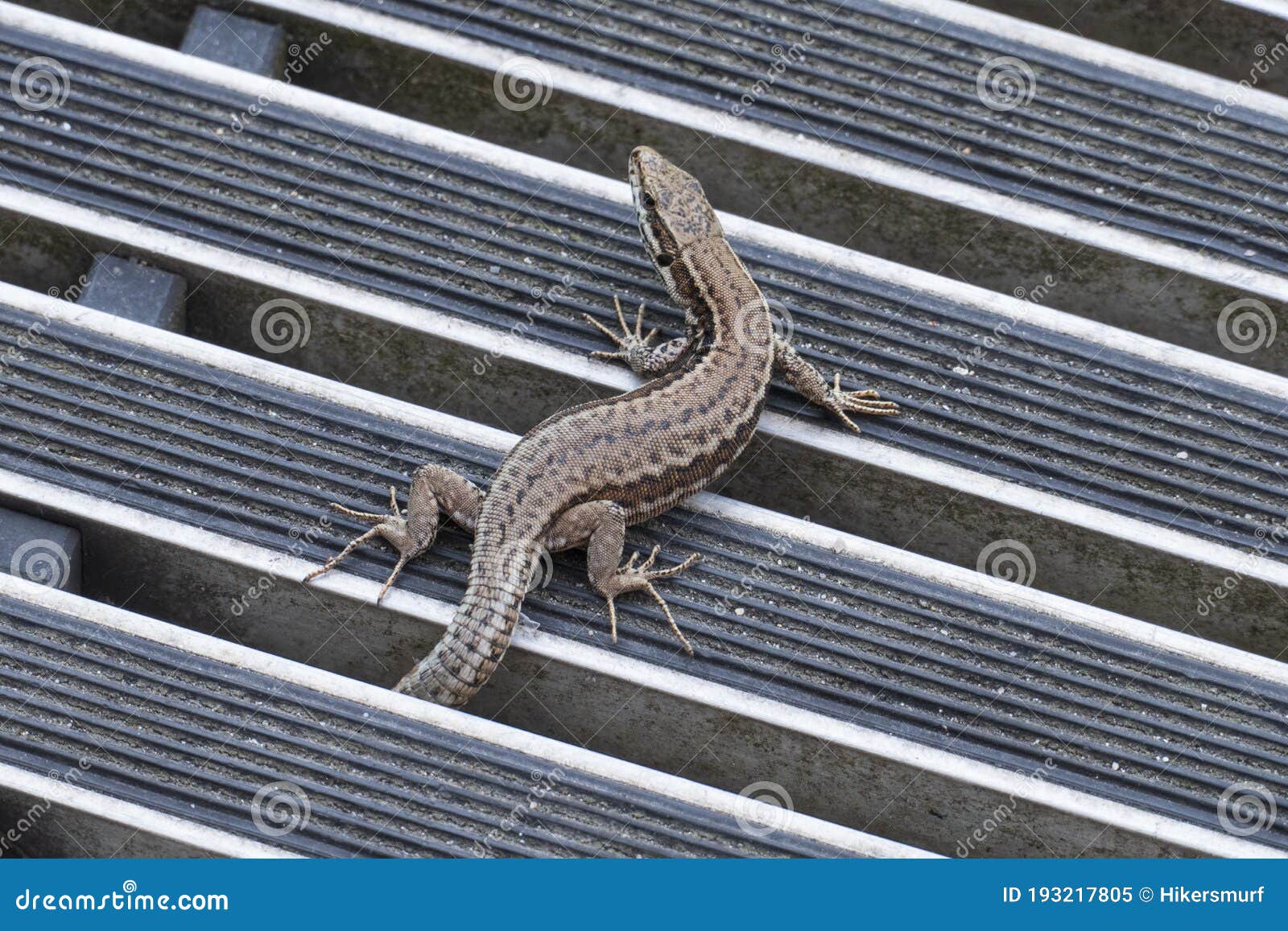 Ruins of Lizards, Small Lizards Creeping Along an Old Wall Stock Image ...