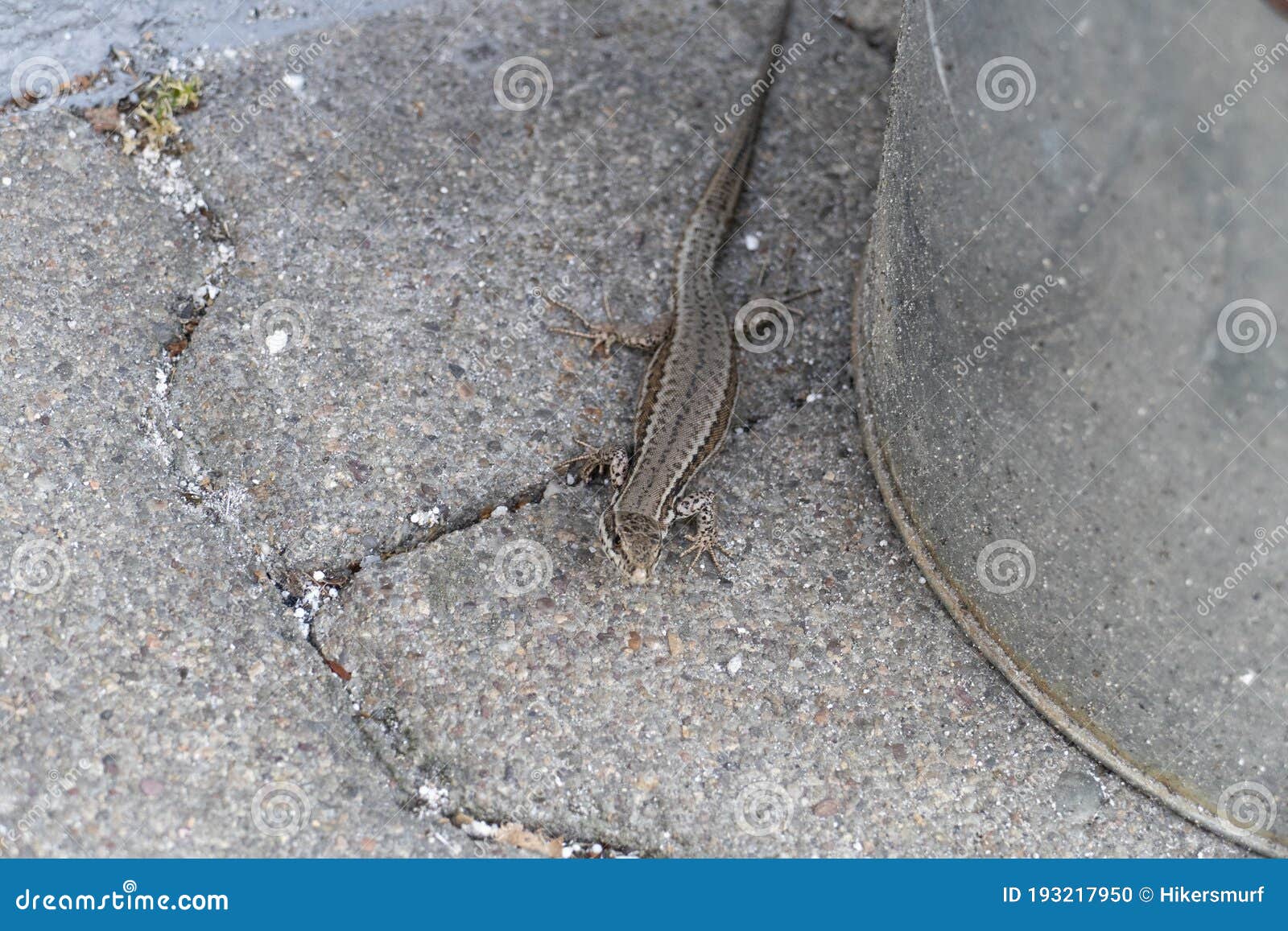 Ruins of Lizards, Small Lizards Creeping Along an Old Wall Stock Photo ...