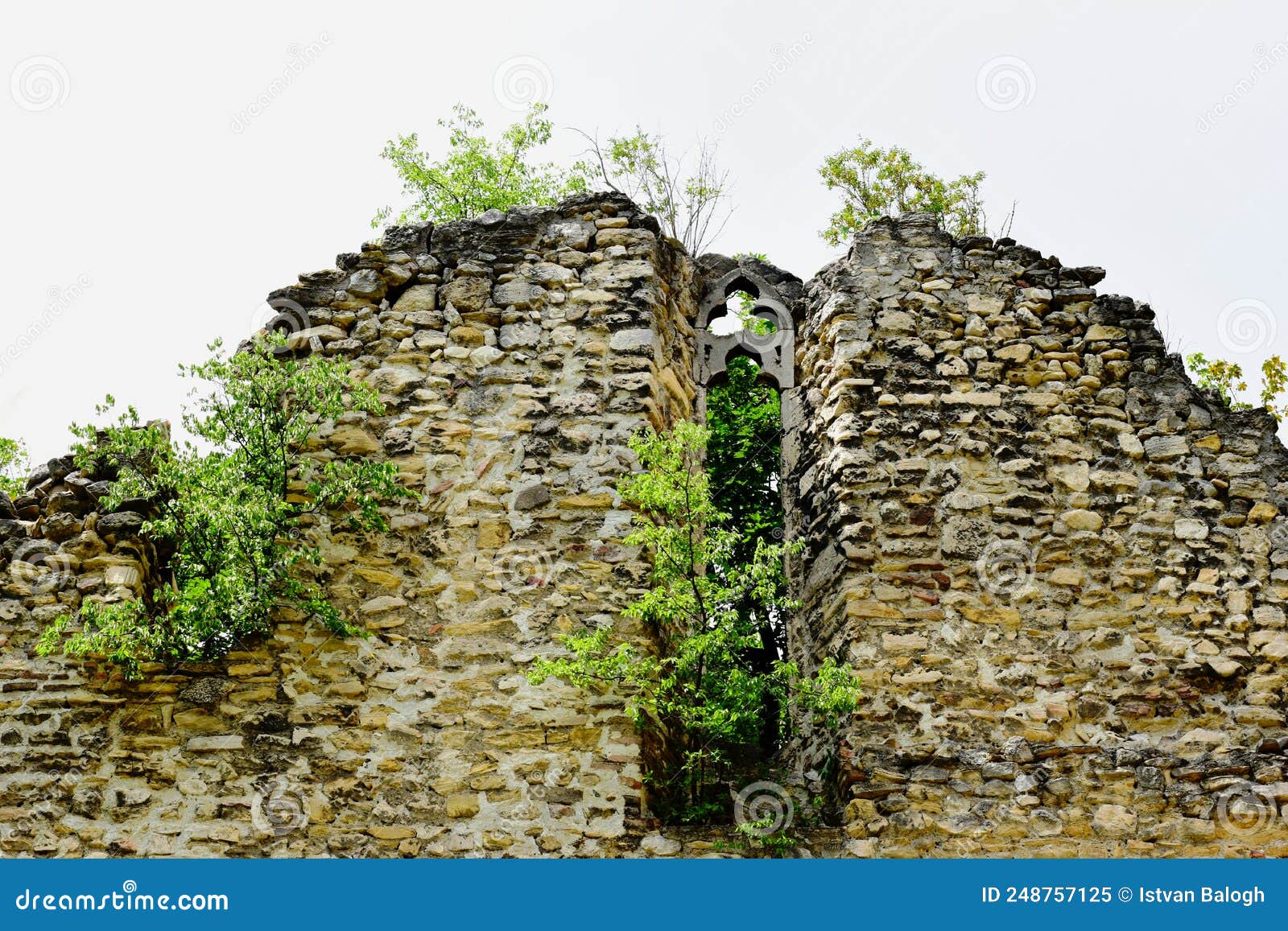 Ruins of Old Stone and Mortar Wall. Lush Green Vine Growing Over Top ...