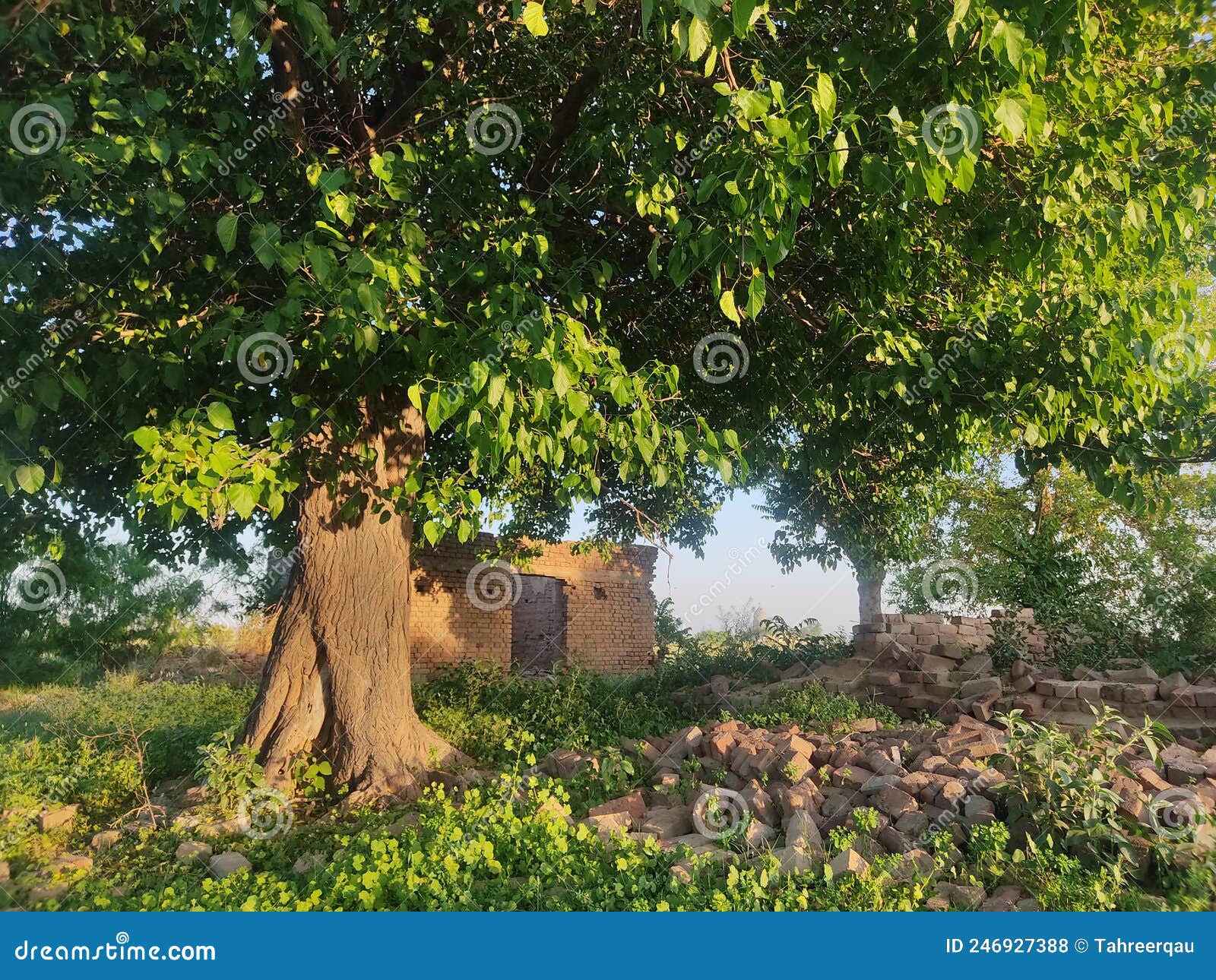 Ruins of a Room and Greenrey Stock Photo - Image of shrub, jungle ...