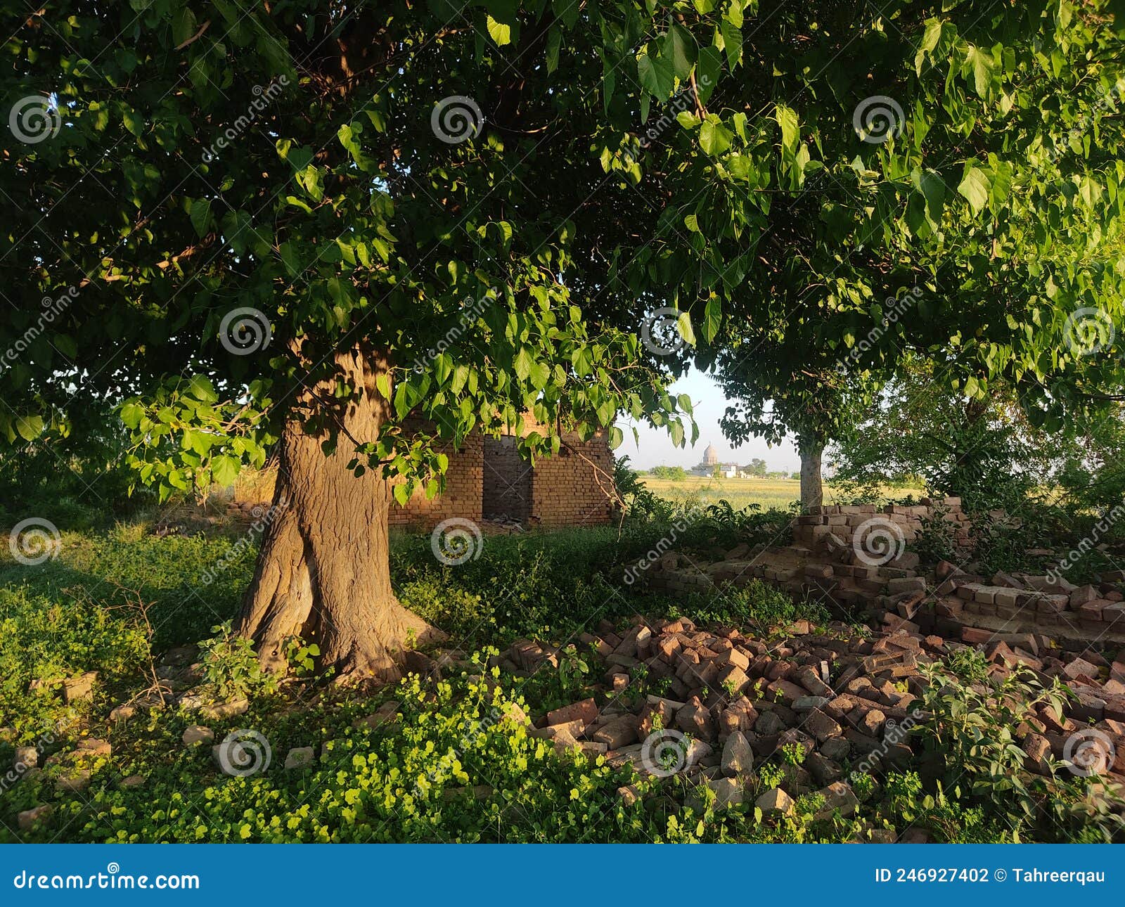 Ruins of a room and tree stock photo. Image of brick - 246927402