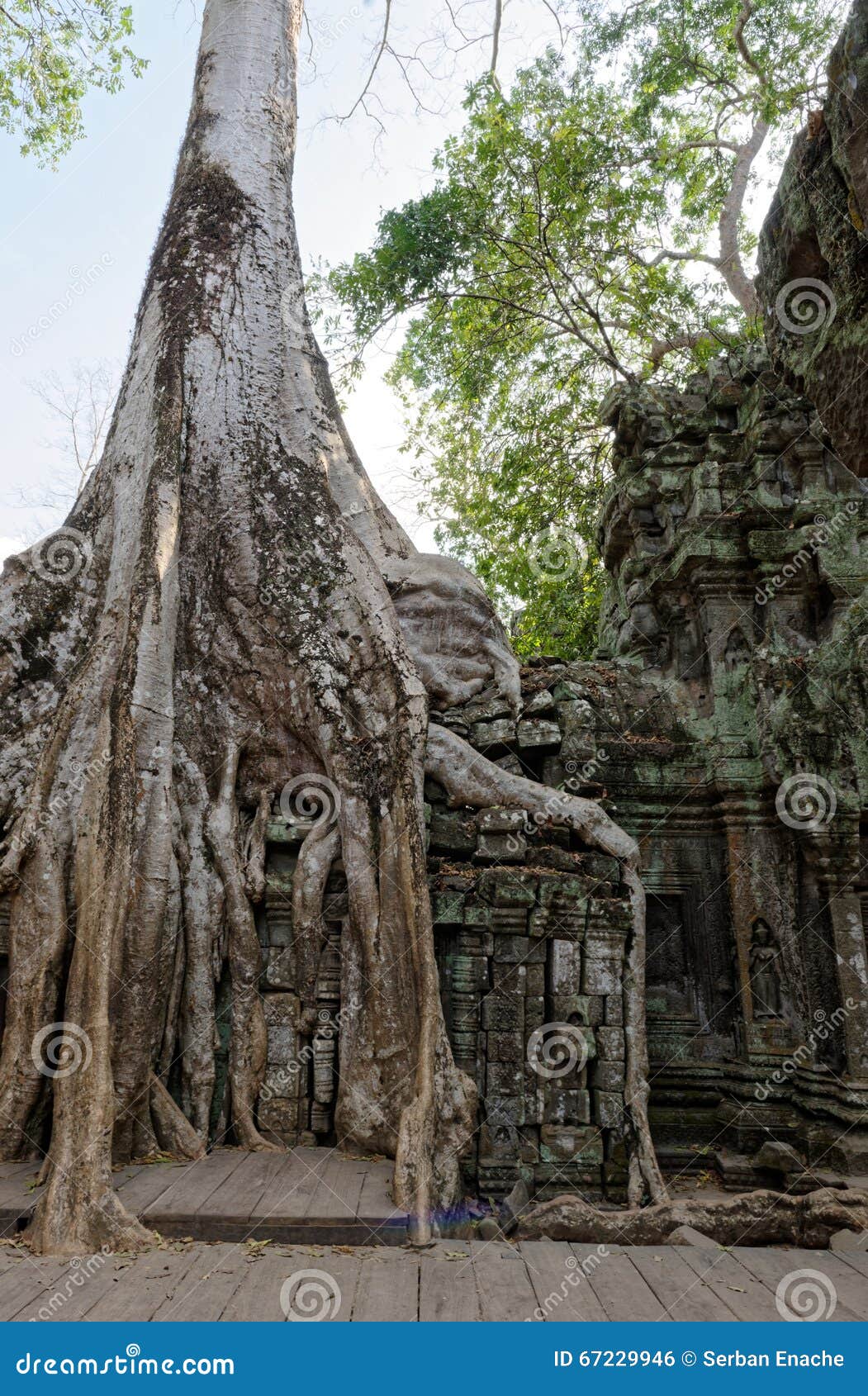 Ruins of Ta Prohm, Cambodia Stock Photo - Image of daytime, cambodian ...
