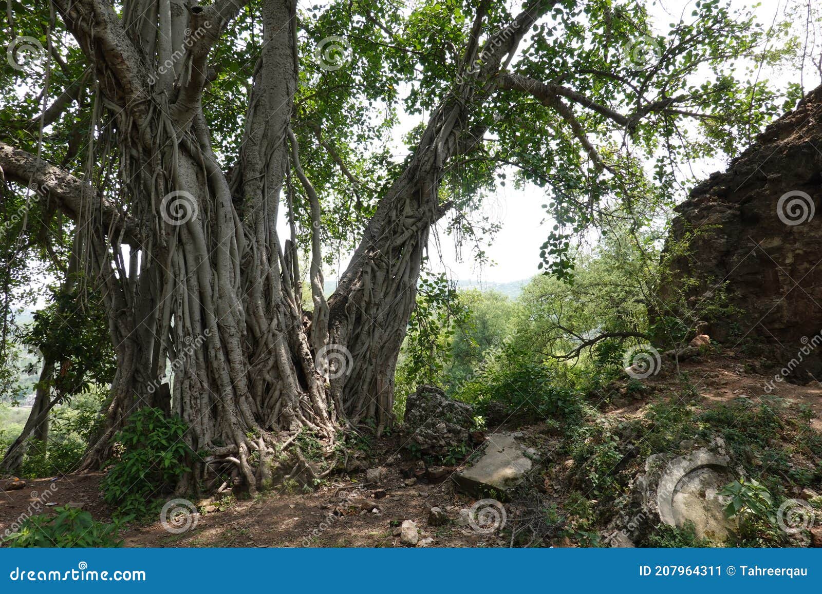 Ruins of a Temple and Banyan Tree Stock Image - Image of pakistan ...