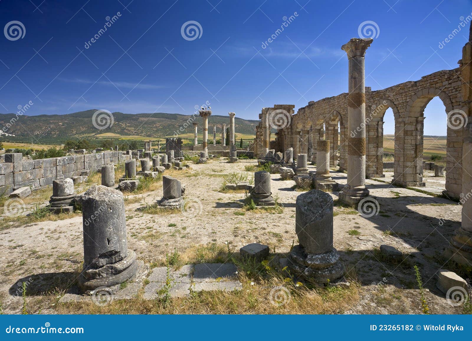 Volubilis Royalty-Free Stock Image | CartoonDealer.com #95208100