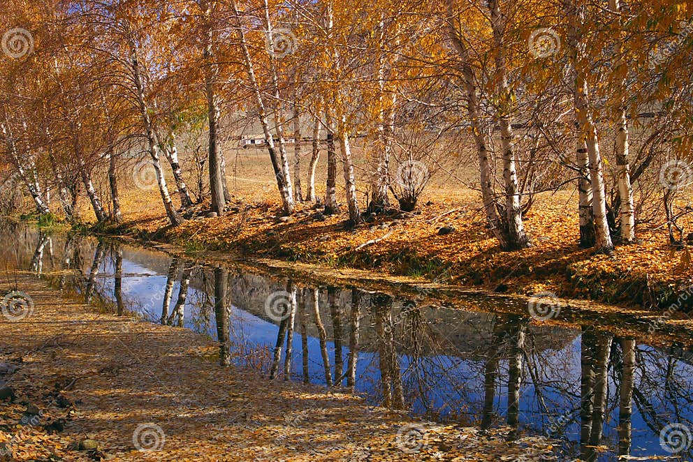 Ruisselet avec l'arbre photo stock. Image du ruisseau - 7215508